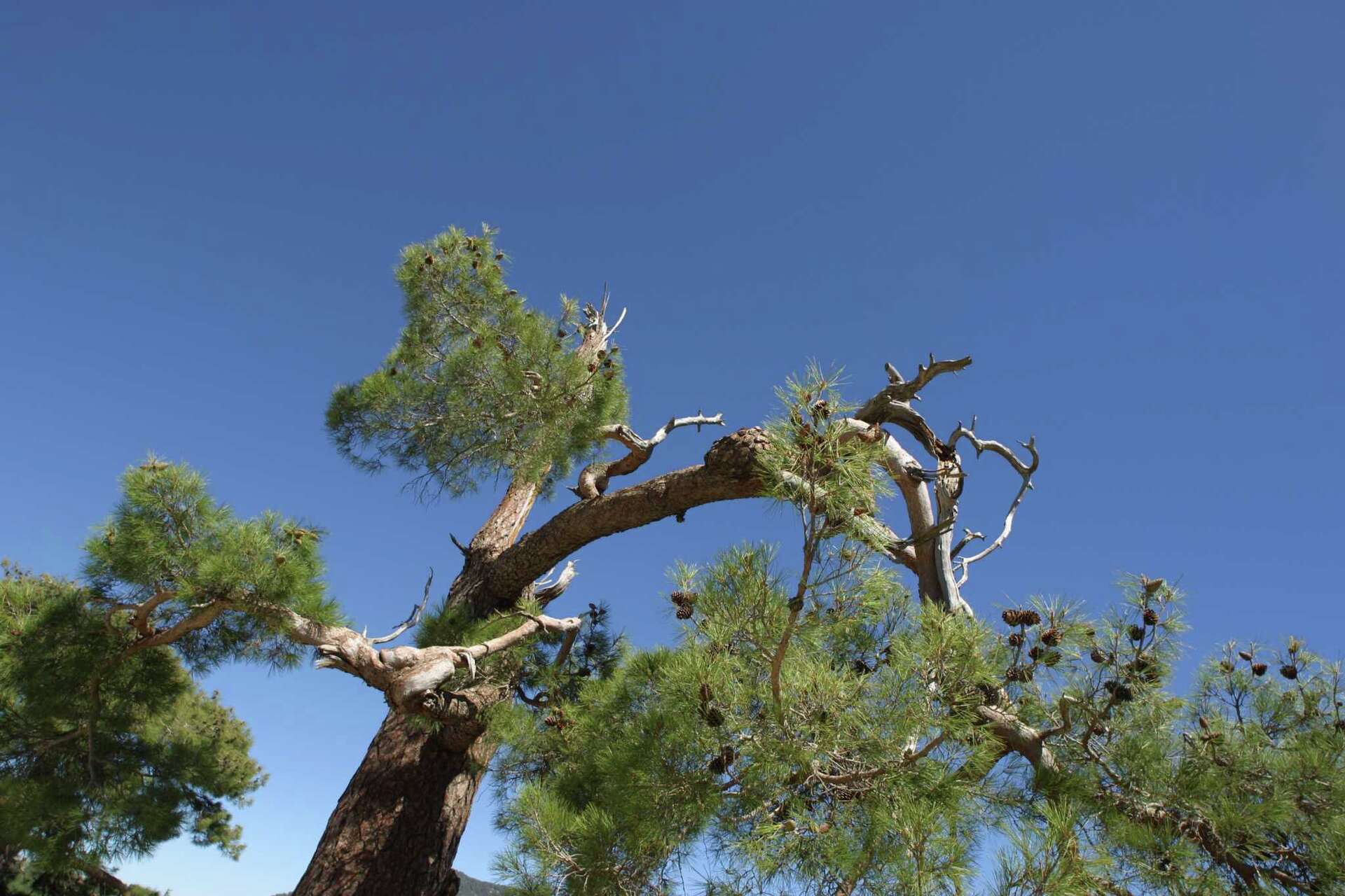 Fast-Growing Small Trees for Zone 8 or 9