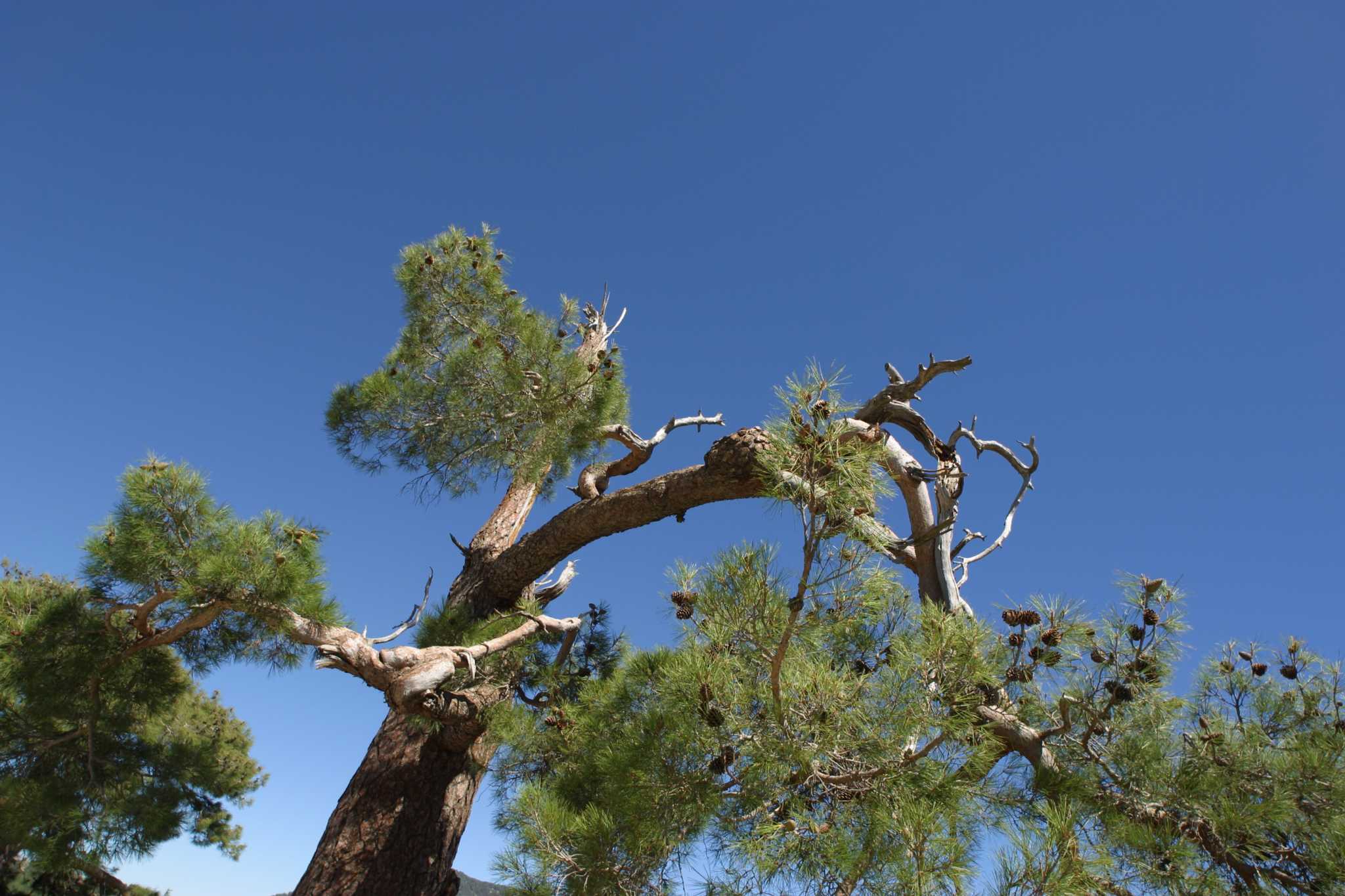 Fast-Growing Small Trees for Zone 8 or 9