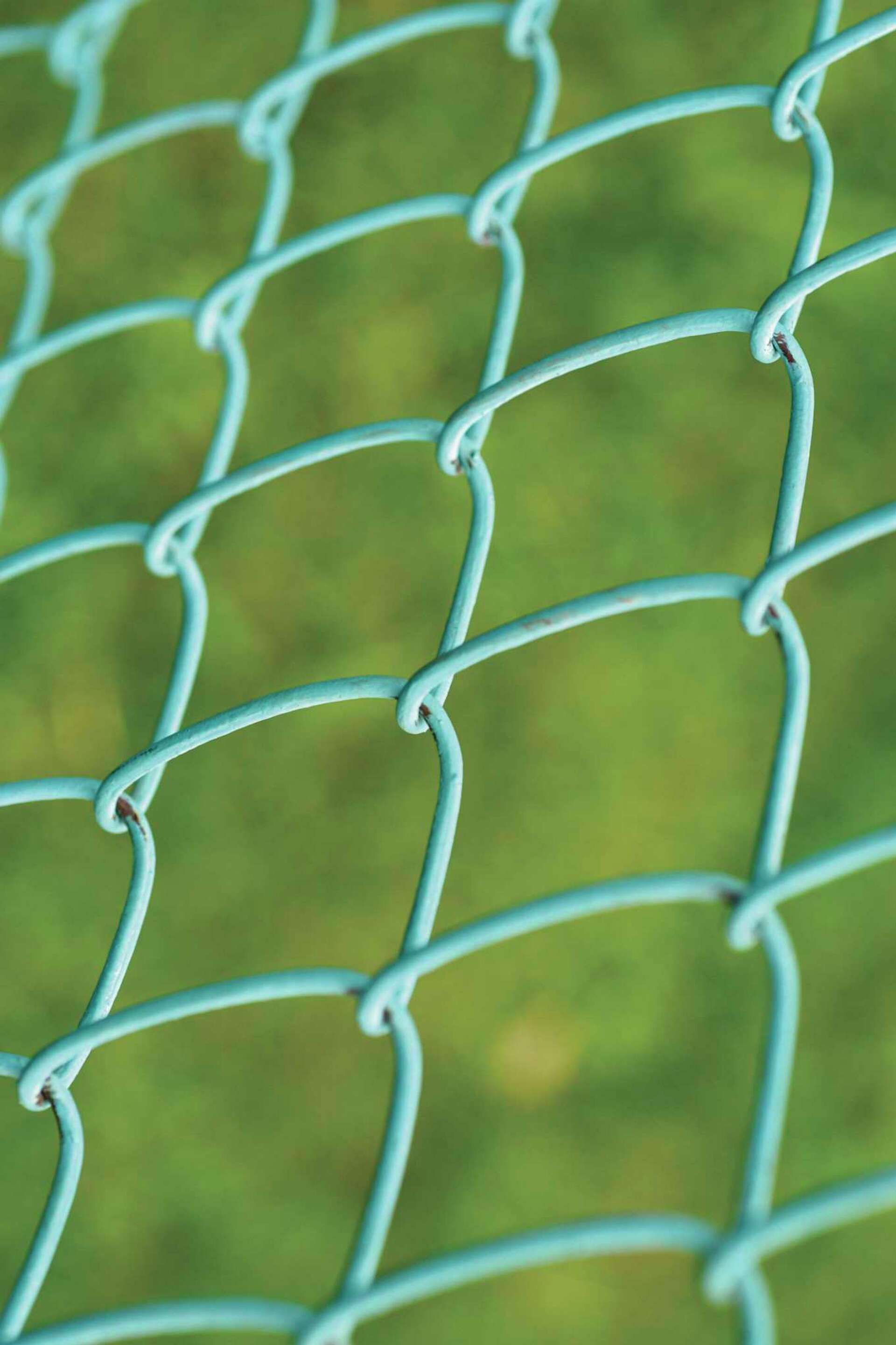 How to Train Grapes on a Chain-Link Fence