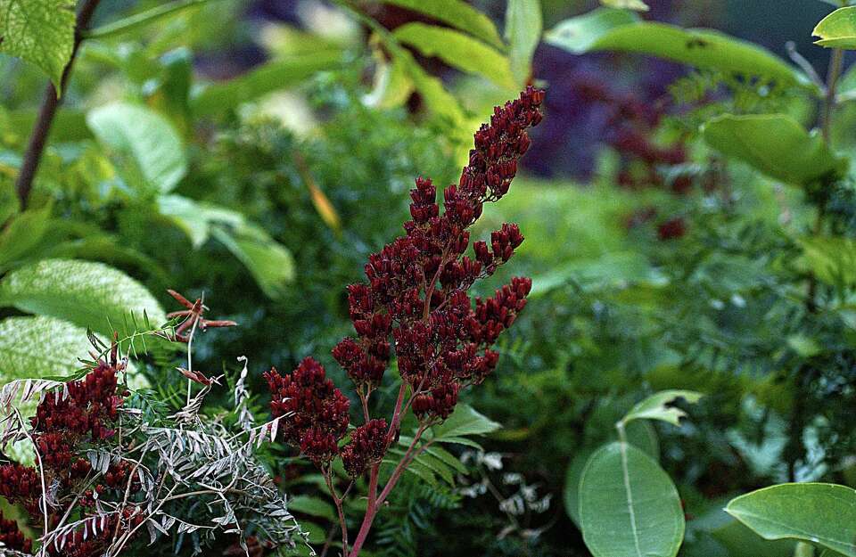 How Fast Does Sumac Grow?