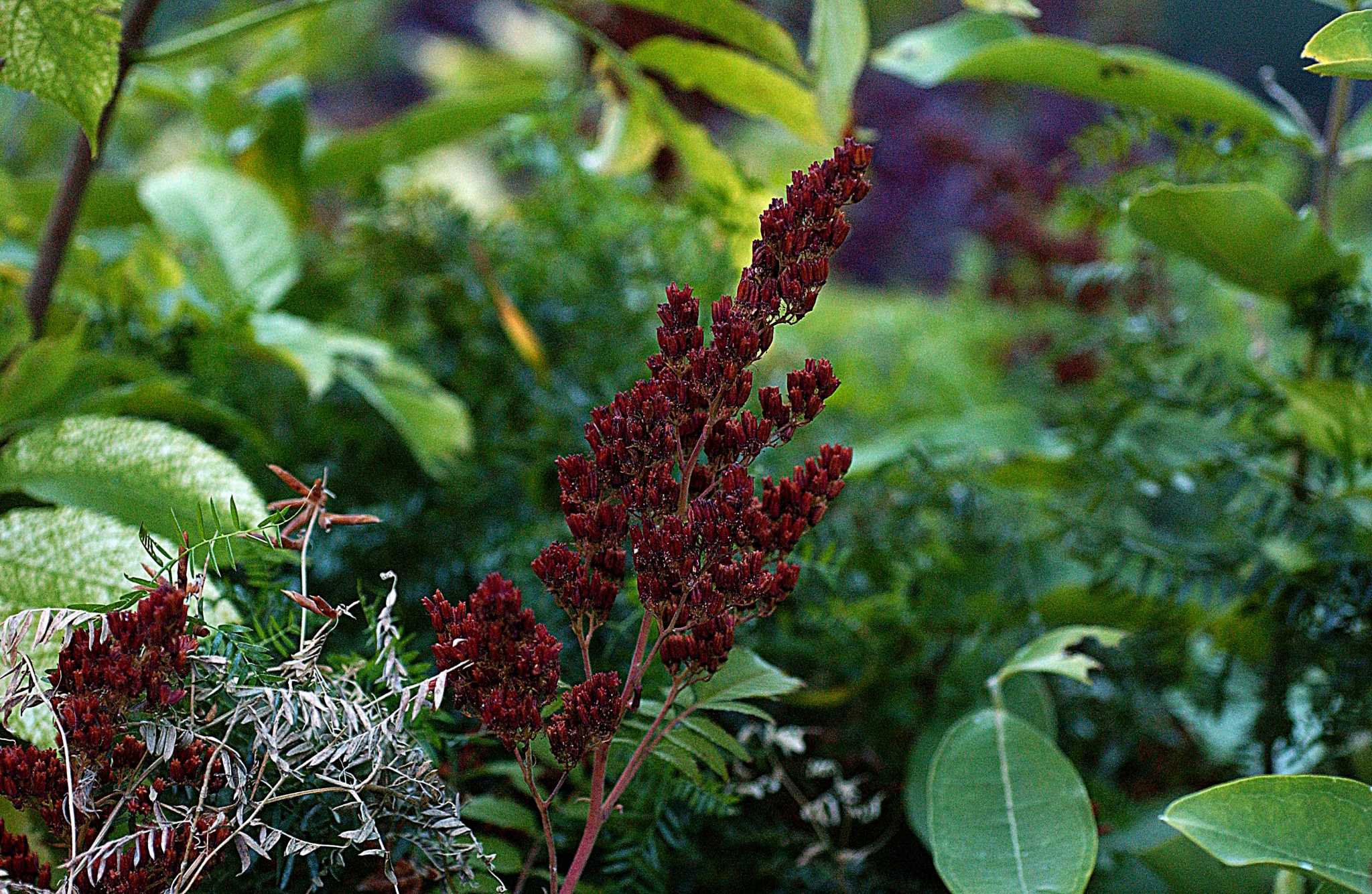 How Fast Does Sumac Grow?