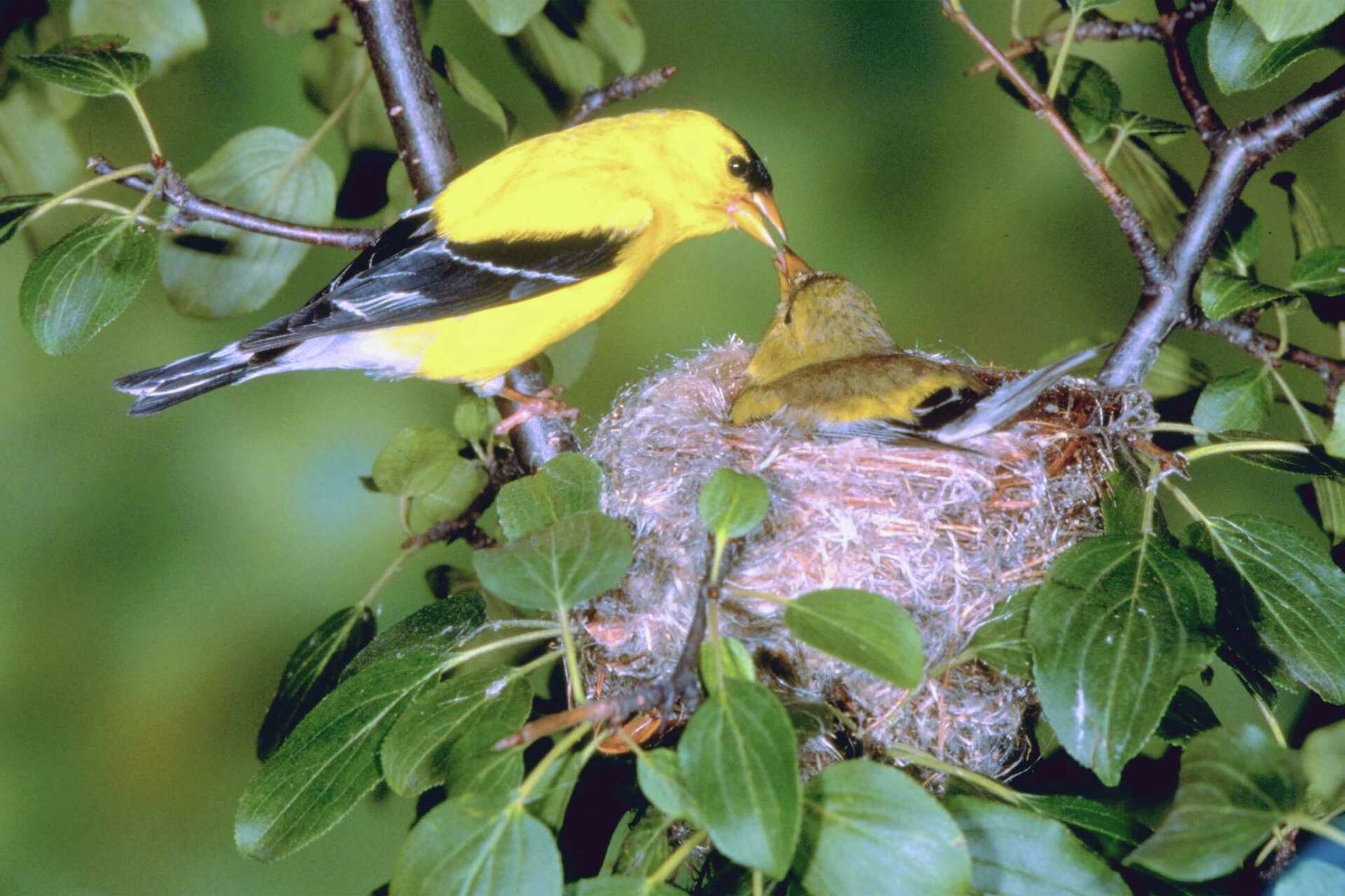 How to Attract Goldfinches to Your House With Plants