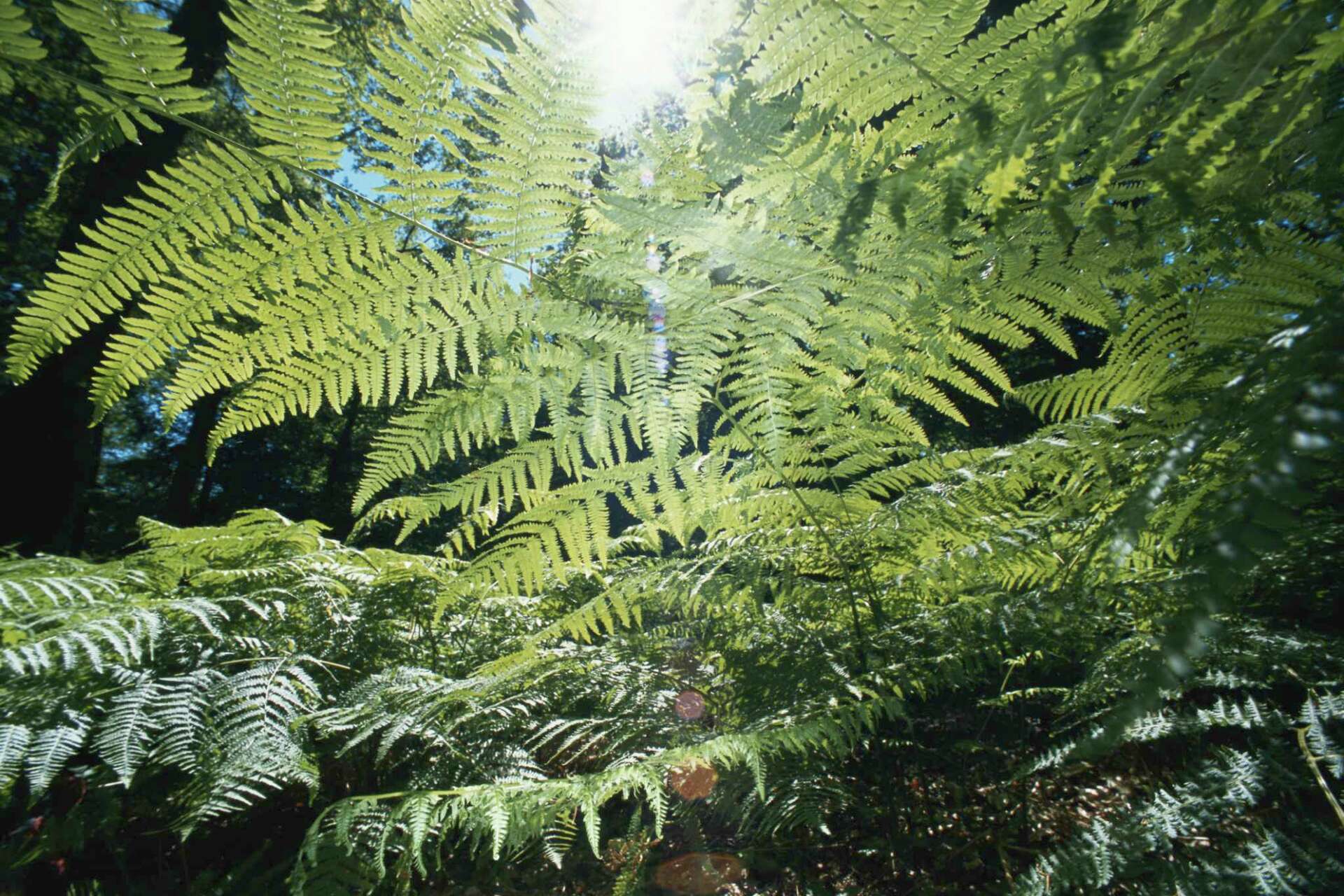 How to Propagate Tree Ferns