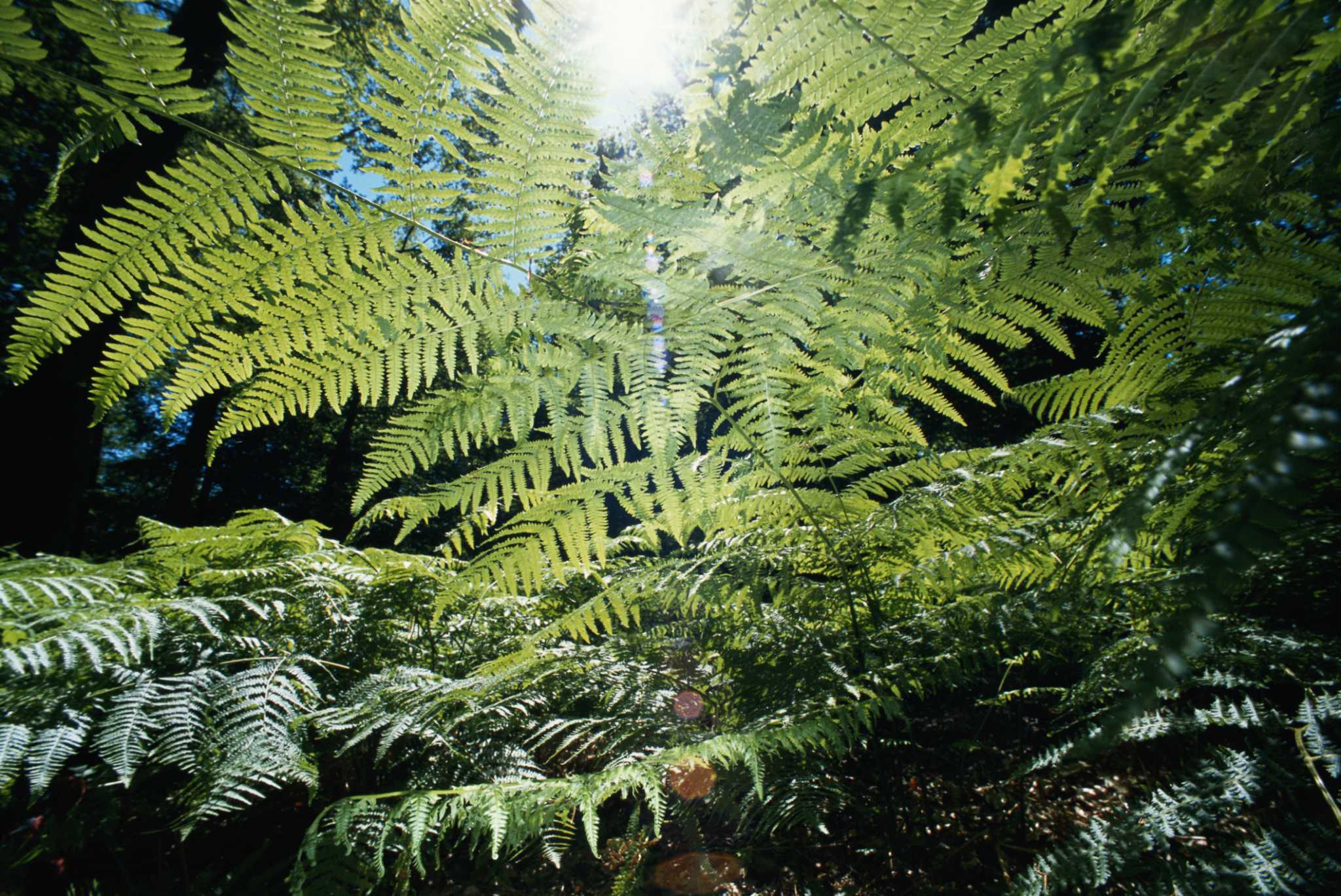 How to Propagate Tree Ferns
