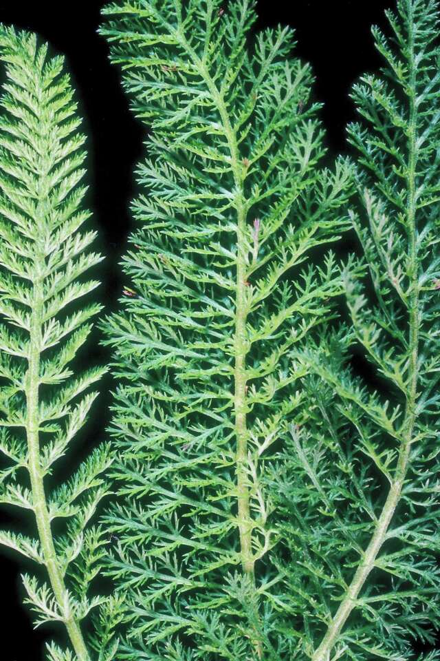 How to Plant a Yarrow Lawn