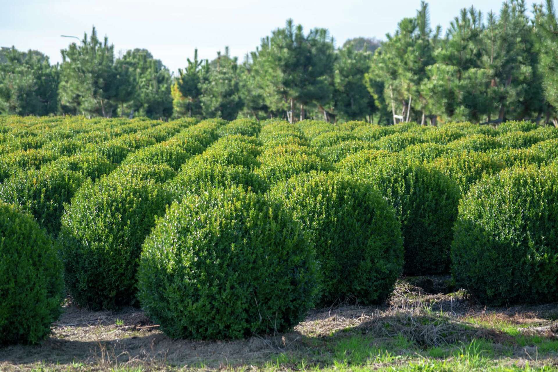 The Average Size of a Boxwood