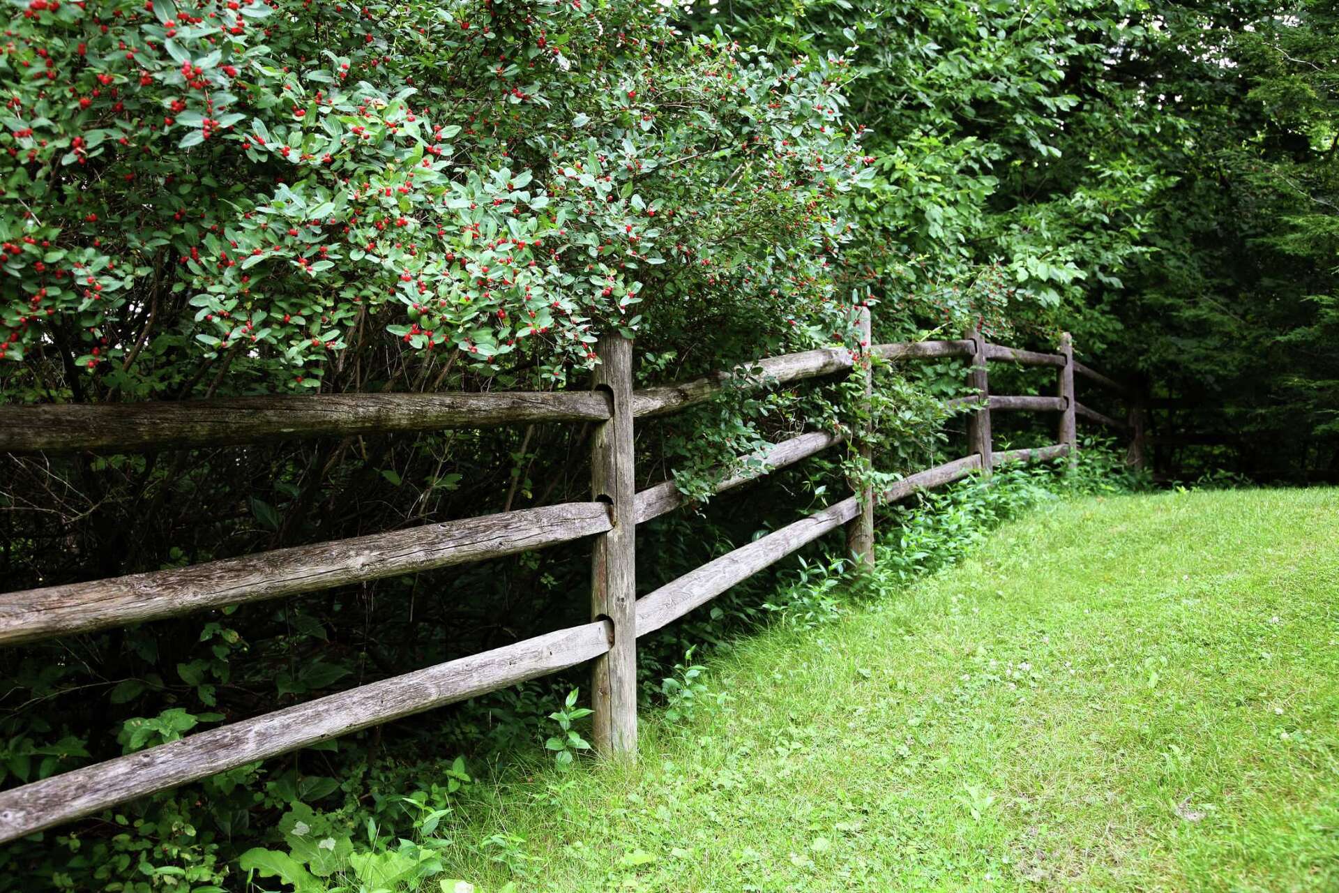Fence Design Around Trees