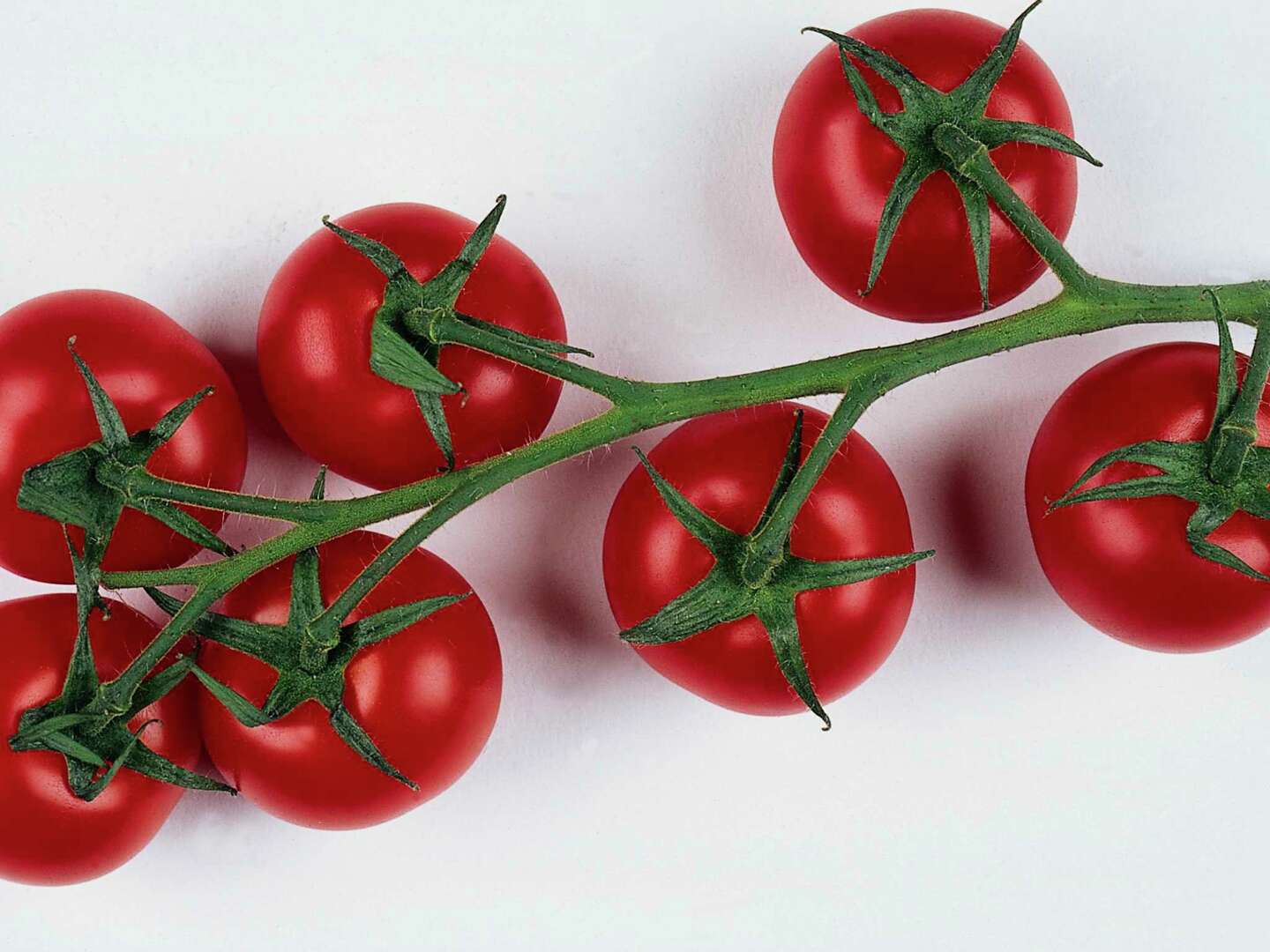 Grubs Under Tomato Plants