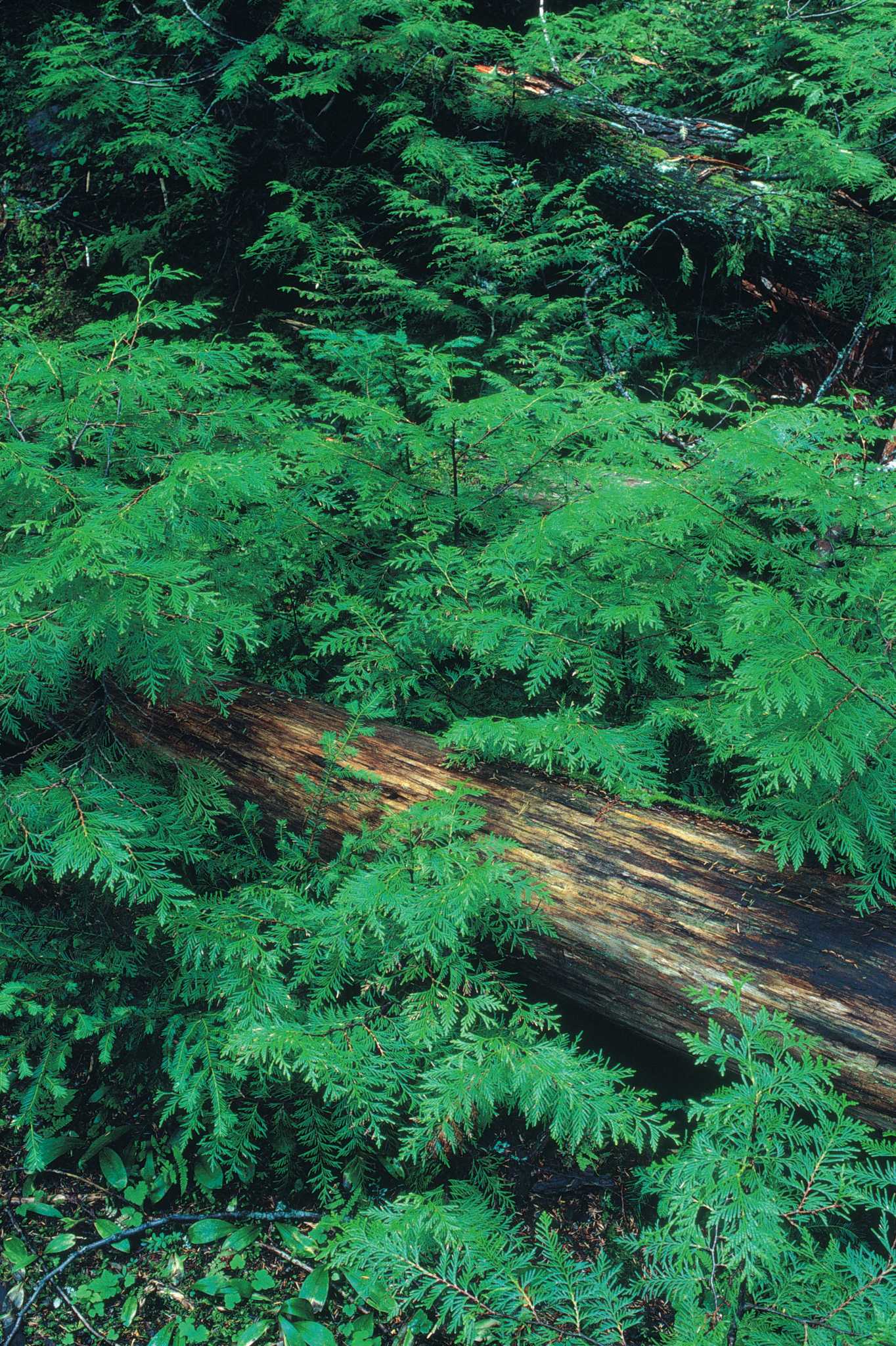 Plants That Grow in Low Light & High Humidity