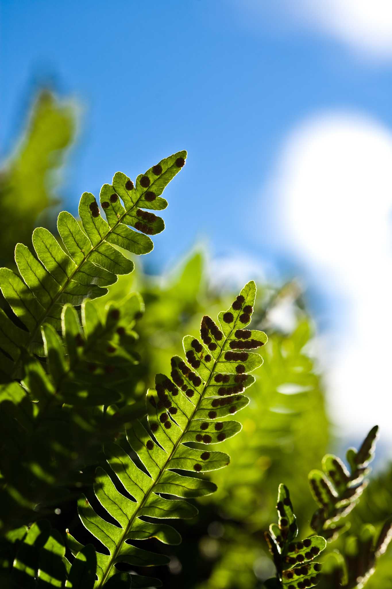 Ferns & Flowering Plants