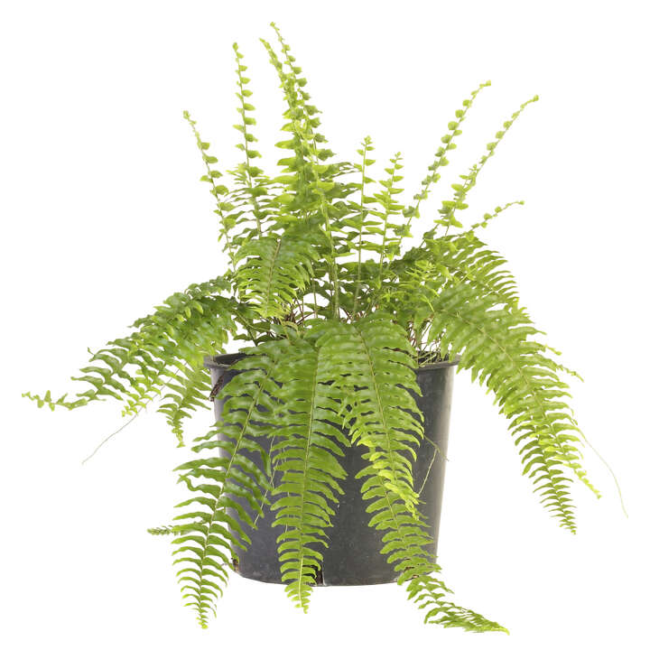 What to Do if Your Potted Fern Freezes