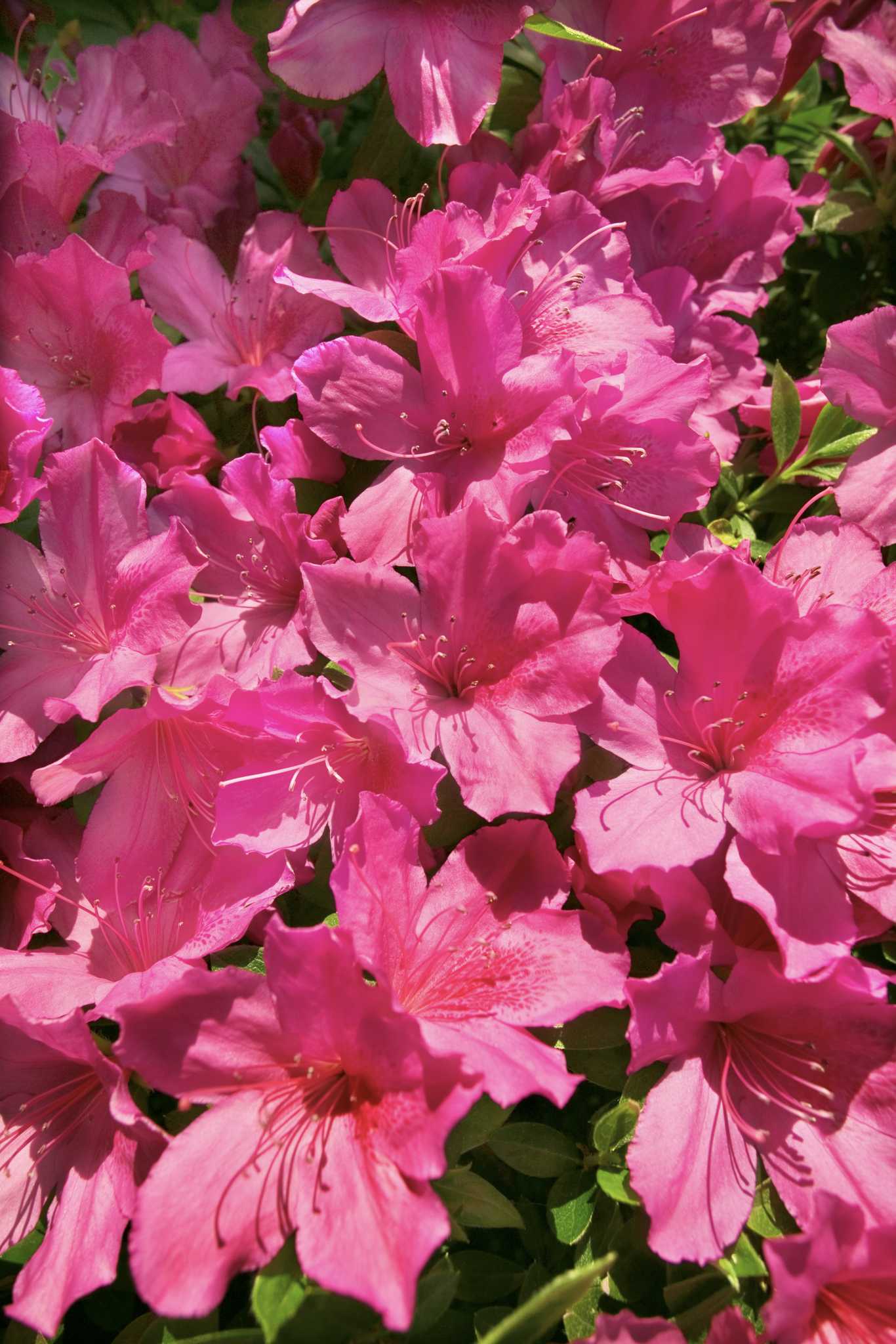 How to Trim & Care for Encore Azaleas