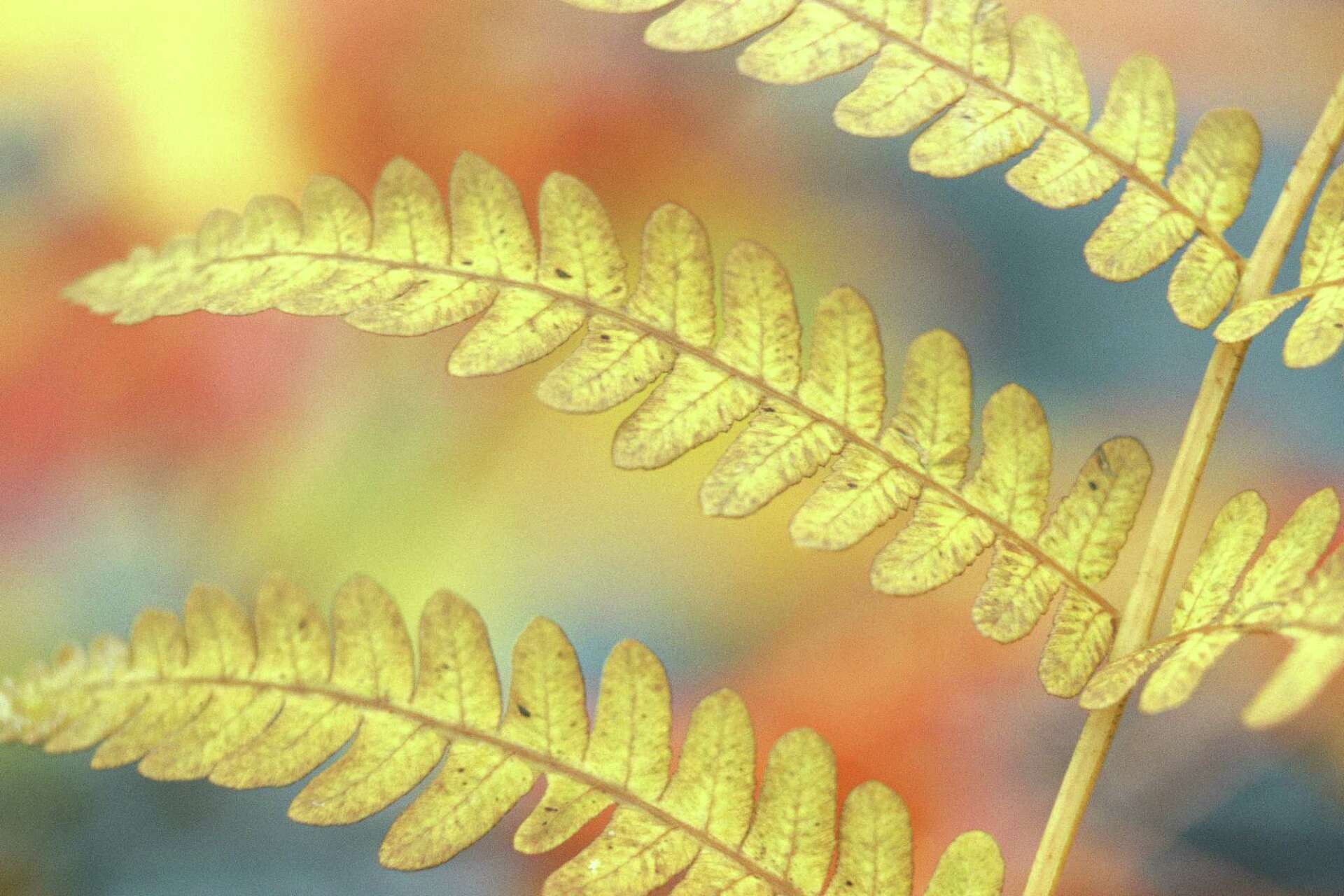Ferns Turning Yellow