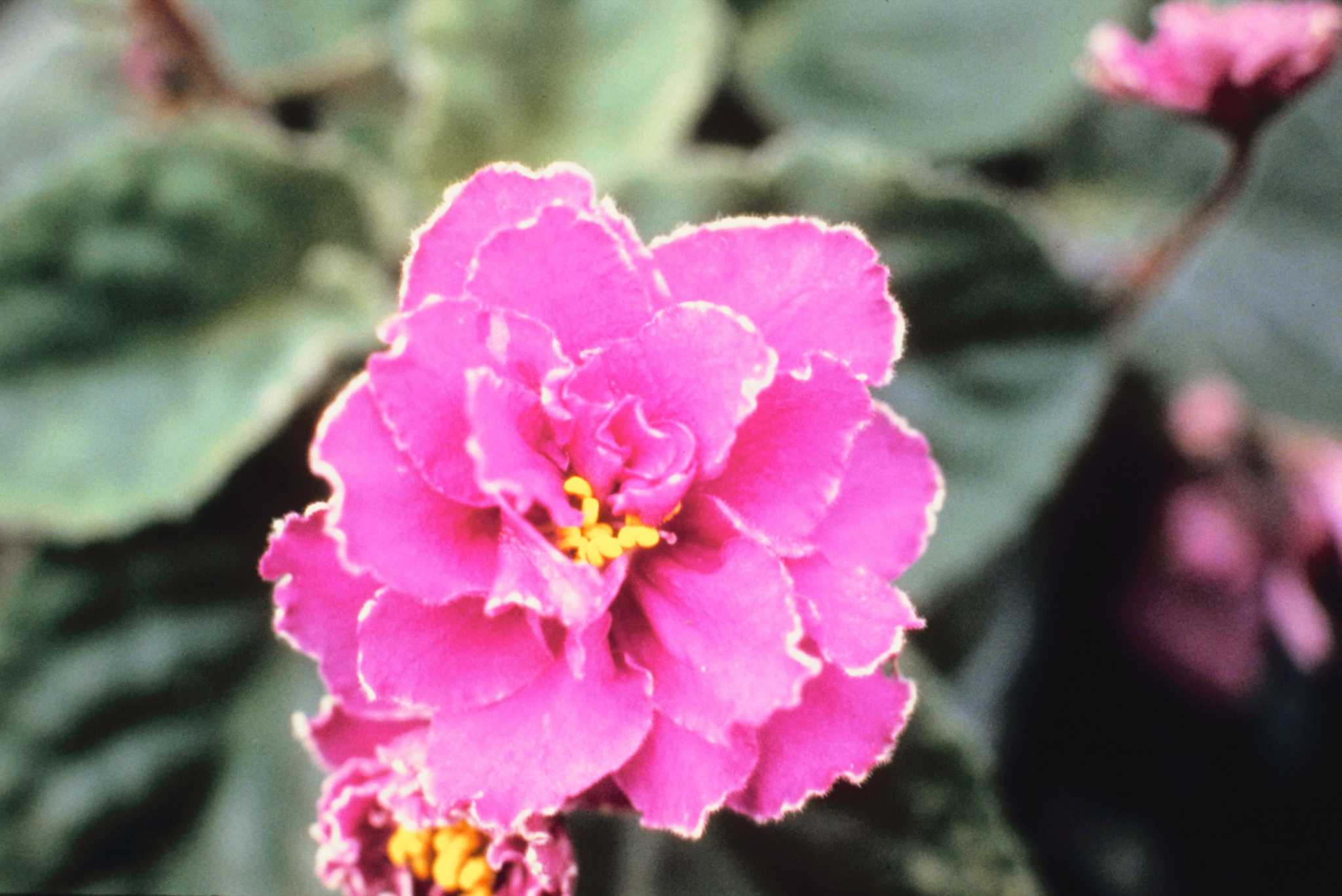How to Fix a Broken African Violet