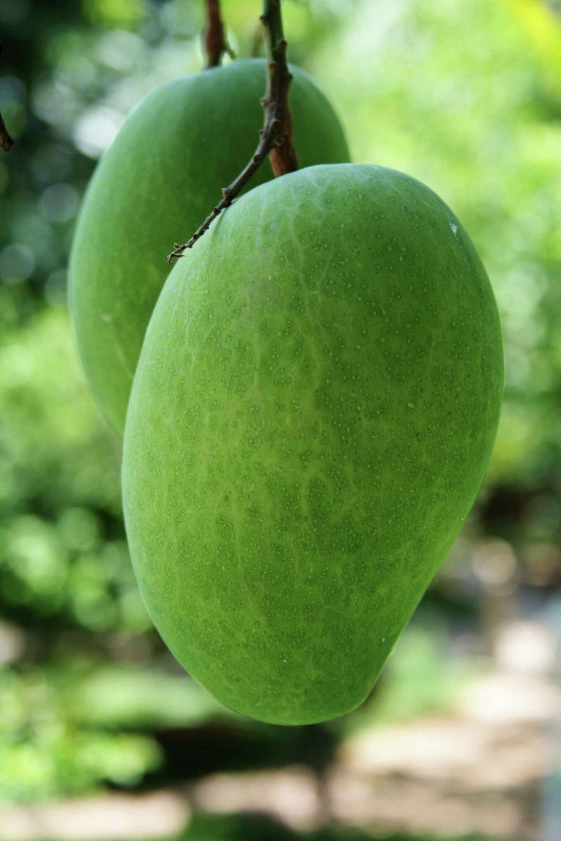 What Causes the Failure of Mango Grafting?