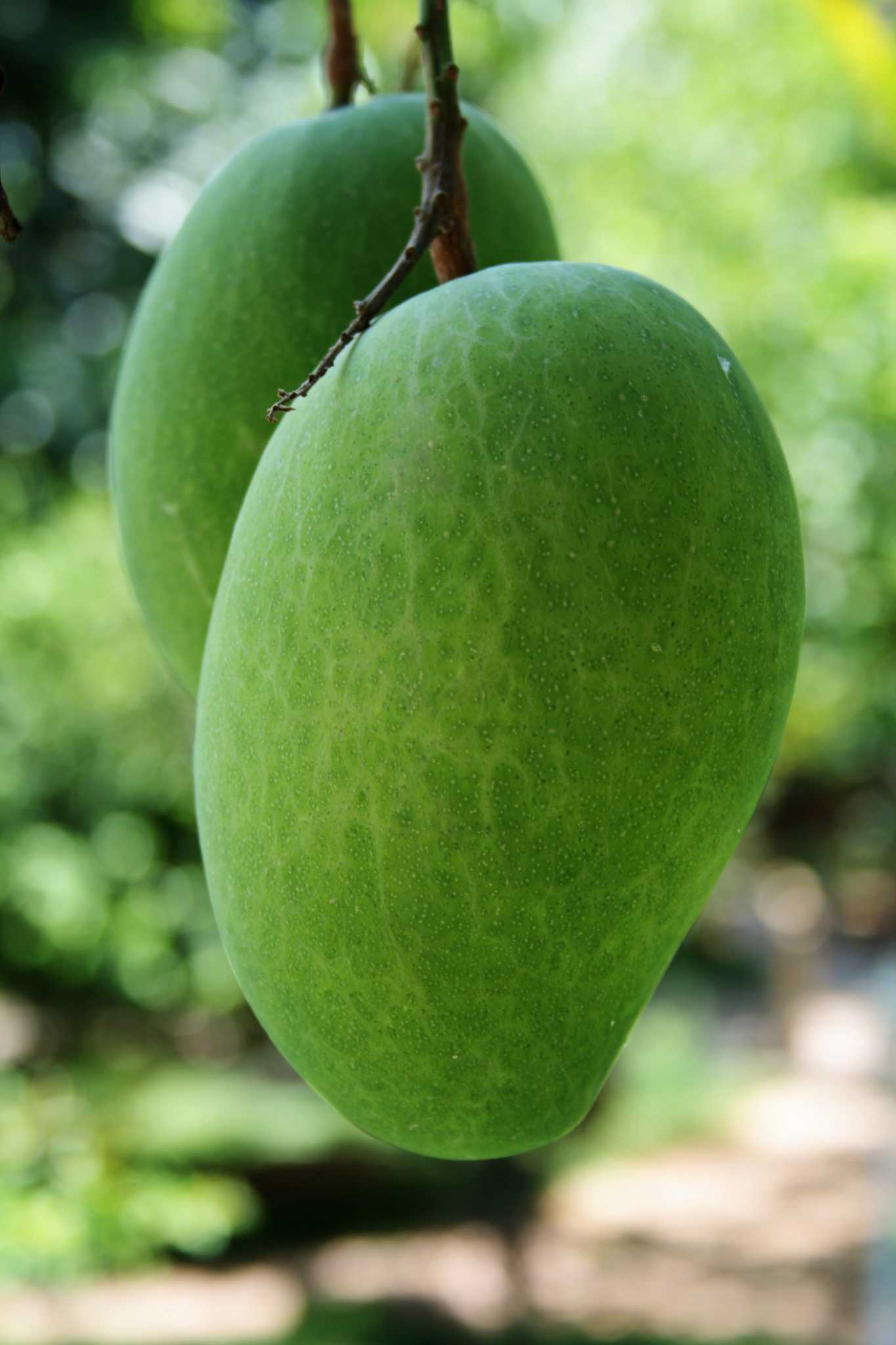 Pointers on Applying a Flower Inducer to Mango Trees