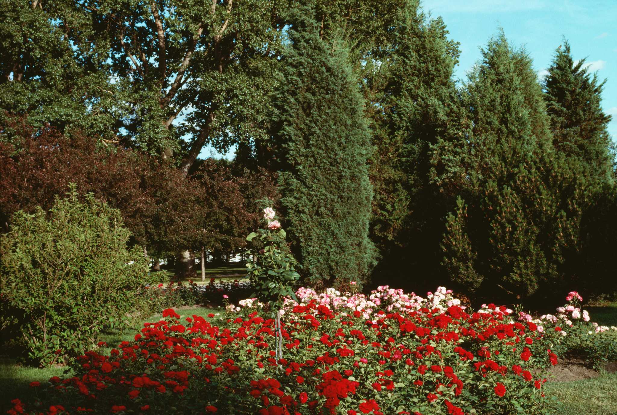 Background Shrubs for a Home Landscape