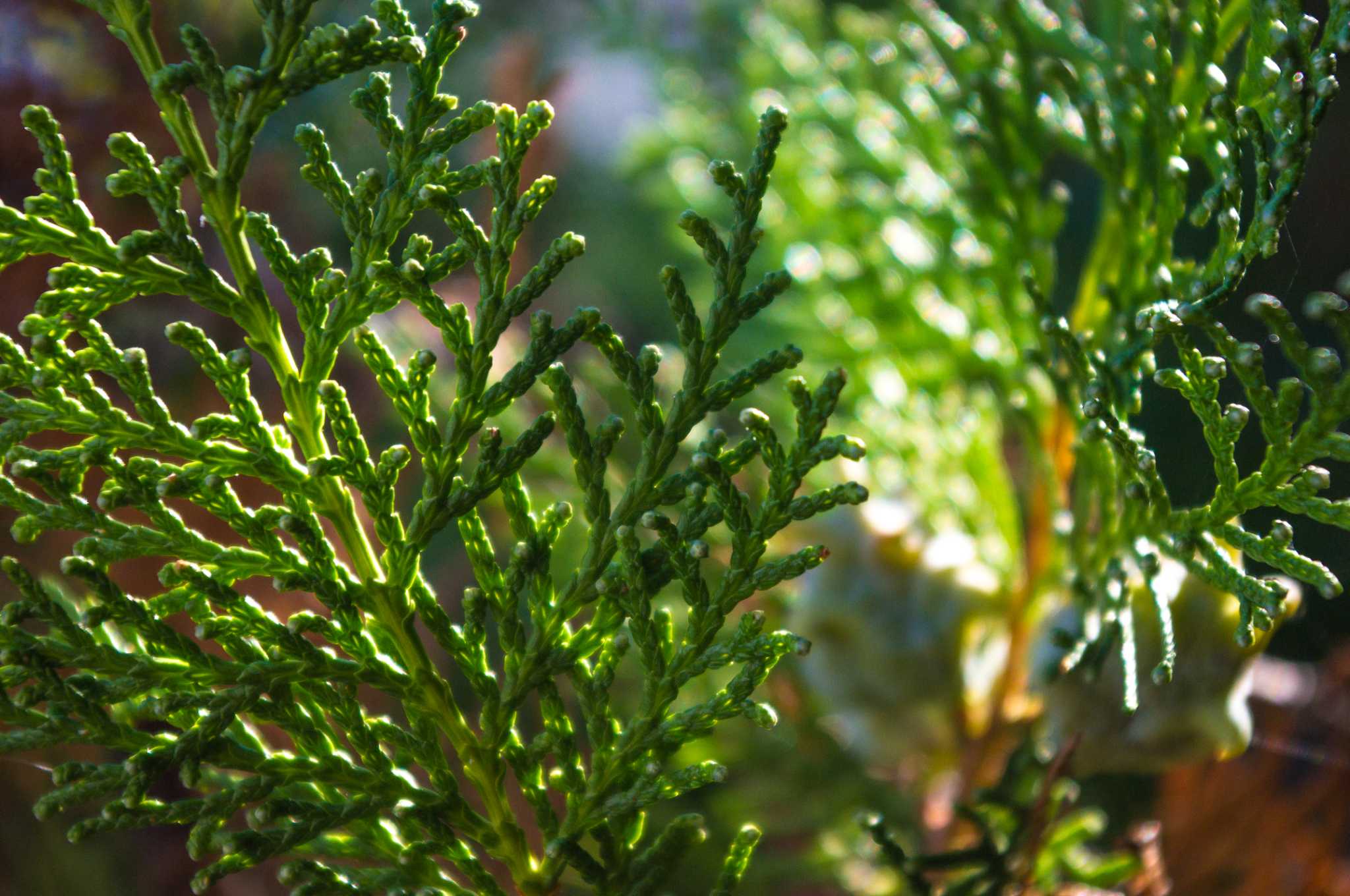 How to Fertilize a Cedar Hedge