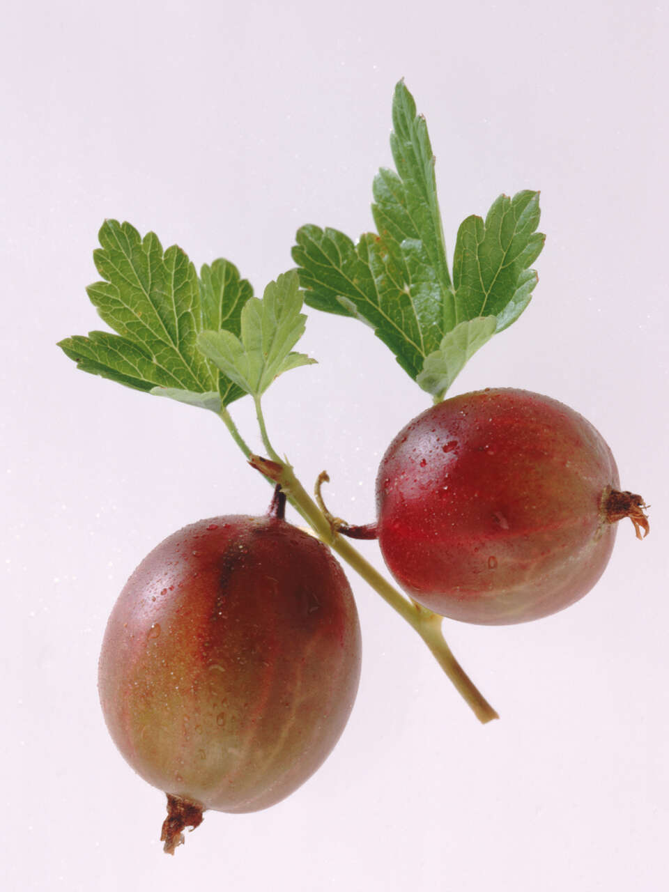 Types of Gooseberry Plants