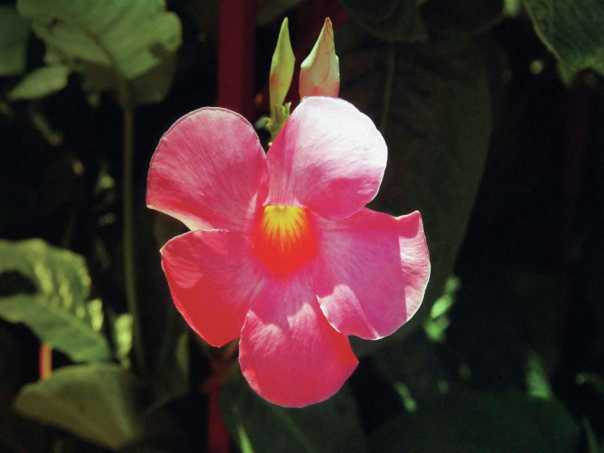 How to Plant Mandevilla Plants