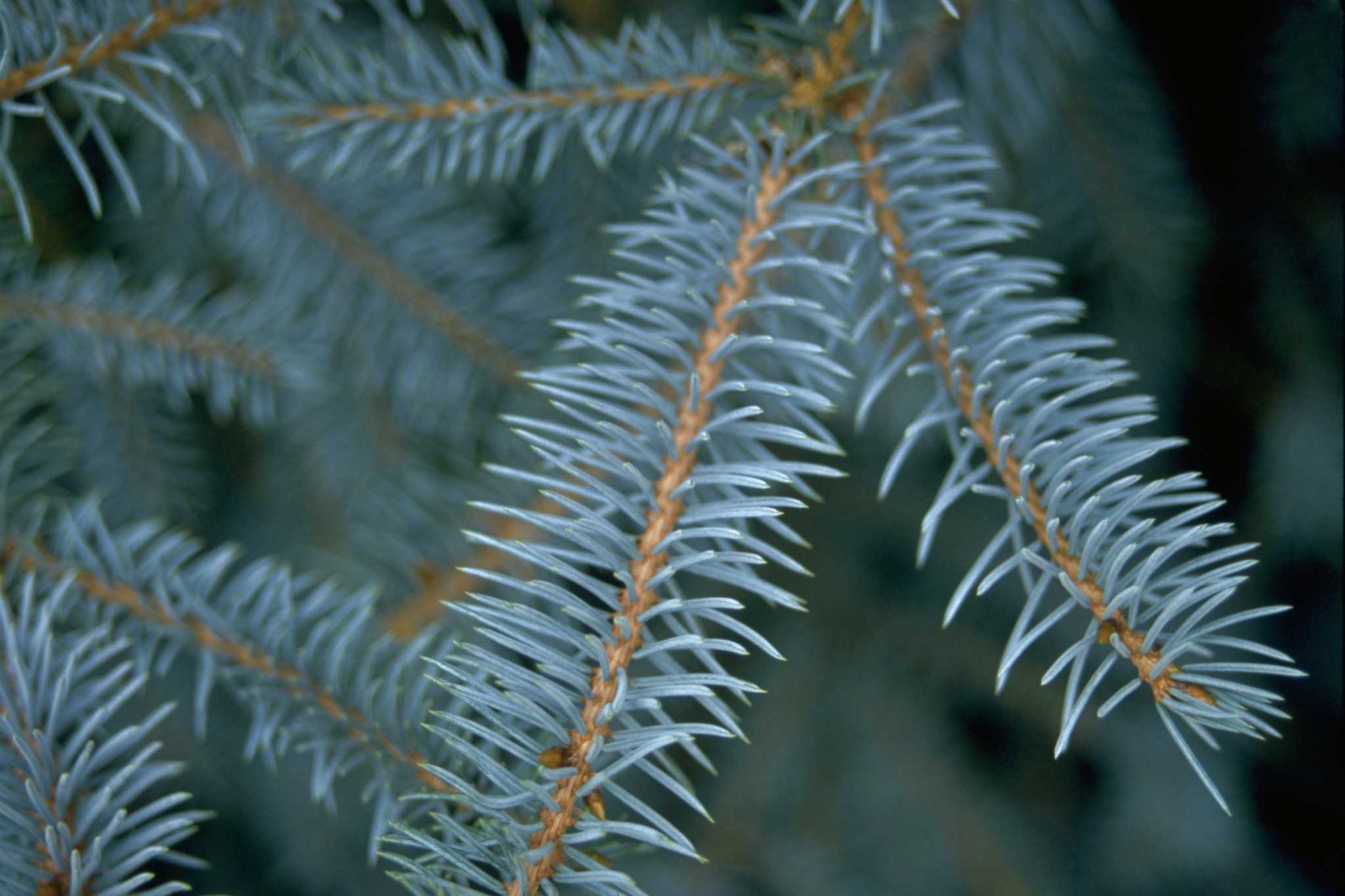 Soil Requirements for Blue Spruce