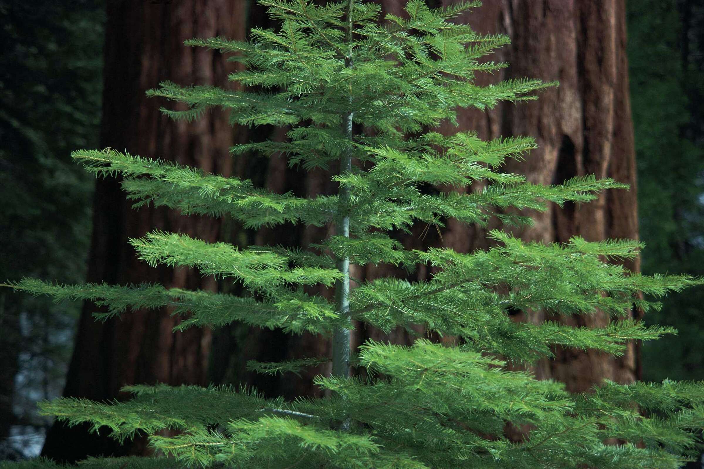 How to Fertilize Giant Redwood Trees