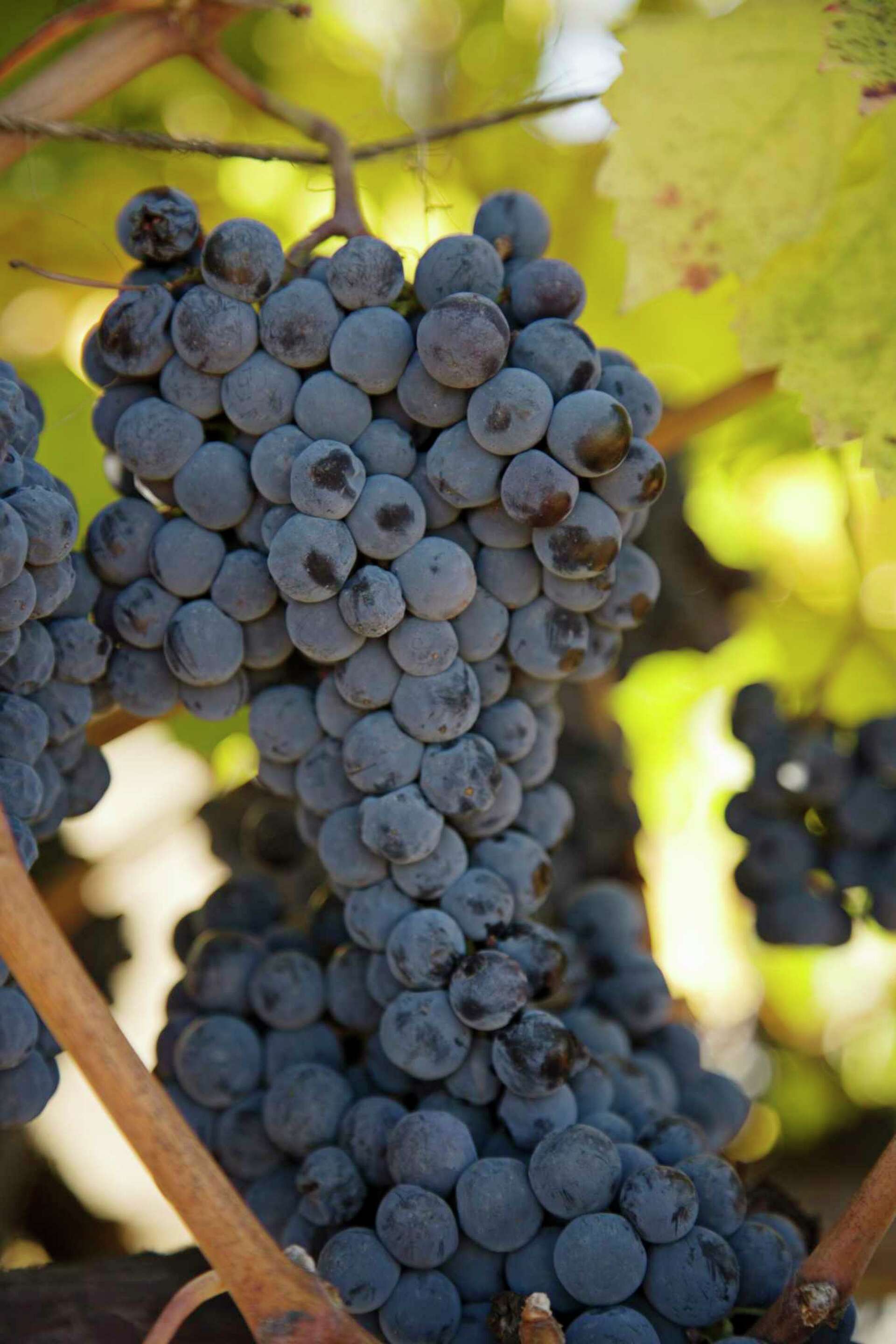 How to Fertilize a Grapevine