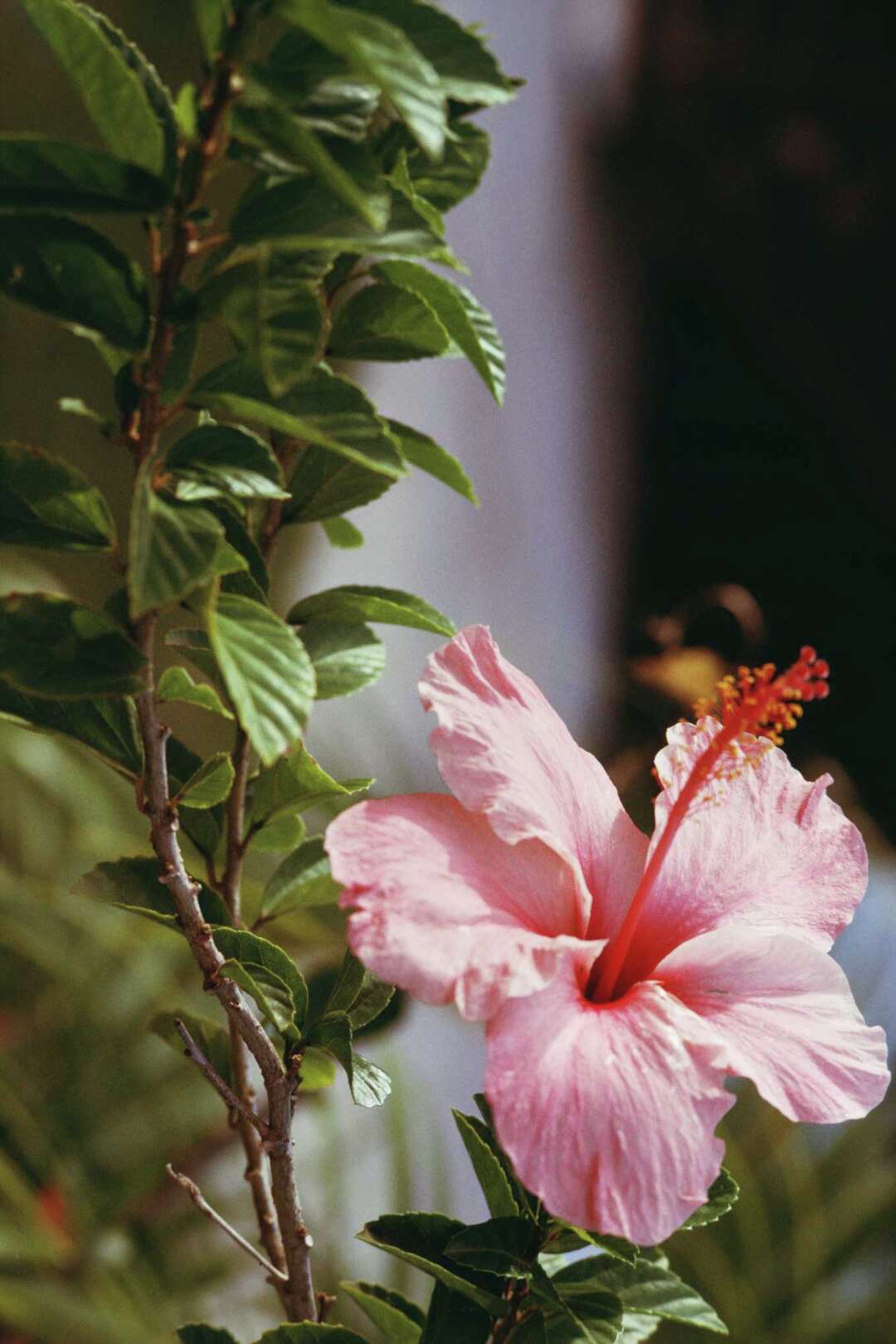 How to Grow an Althea Plant