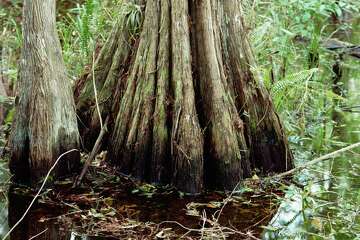Bald Cypress Tree Facts