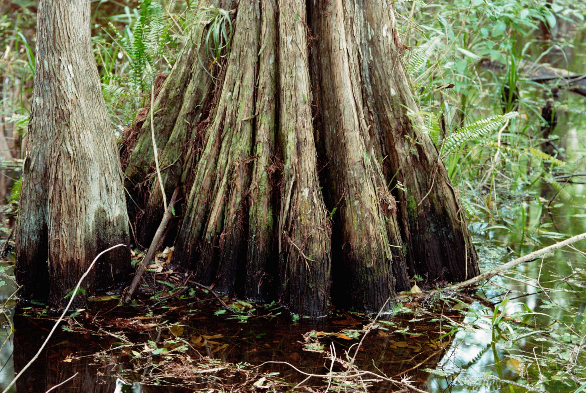 How Do Bald Cypress Trees Reproduce?