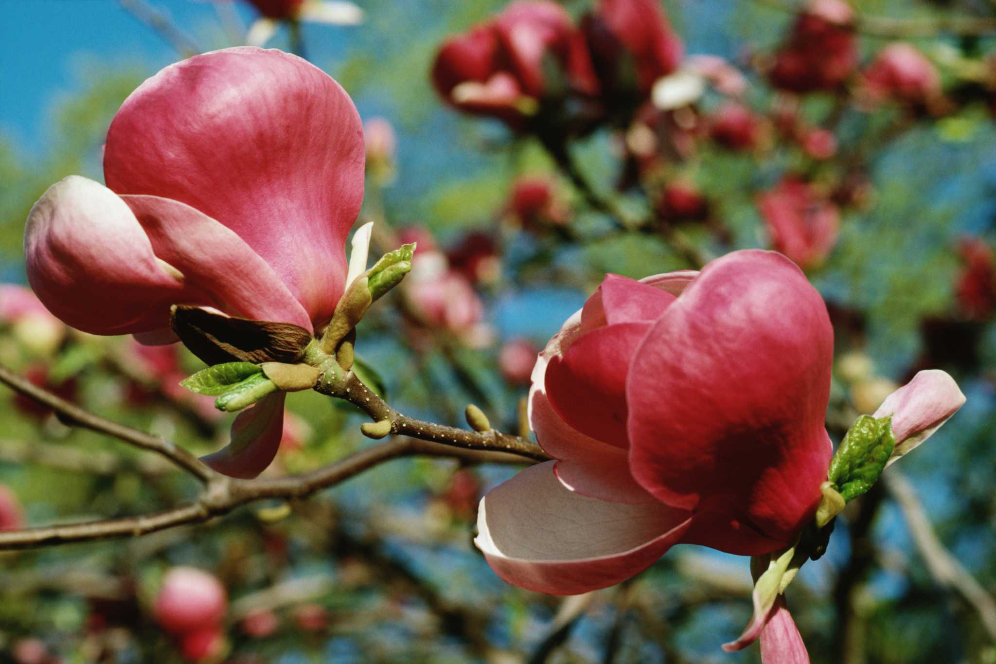 How to Fertilize a Japanese Magnolia
