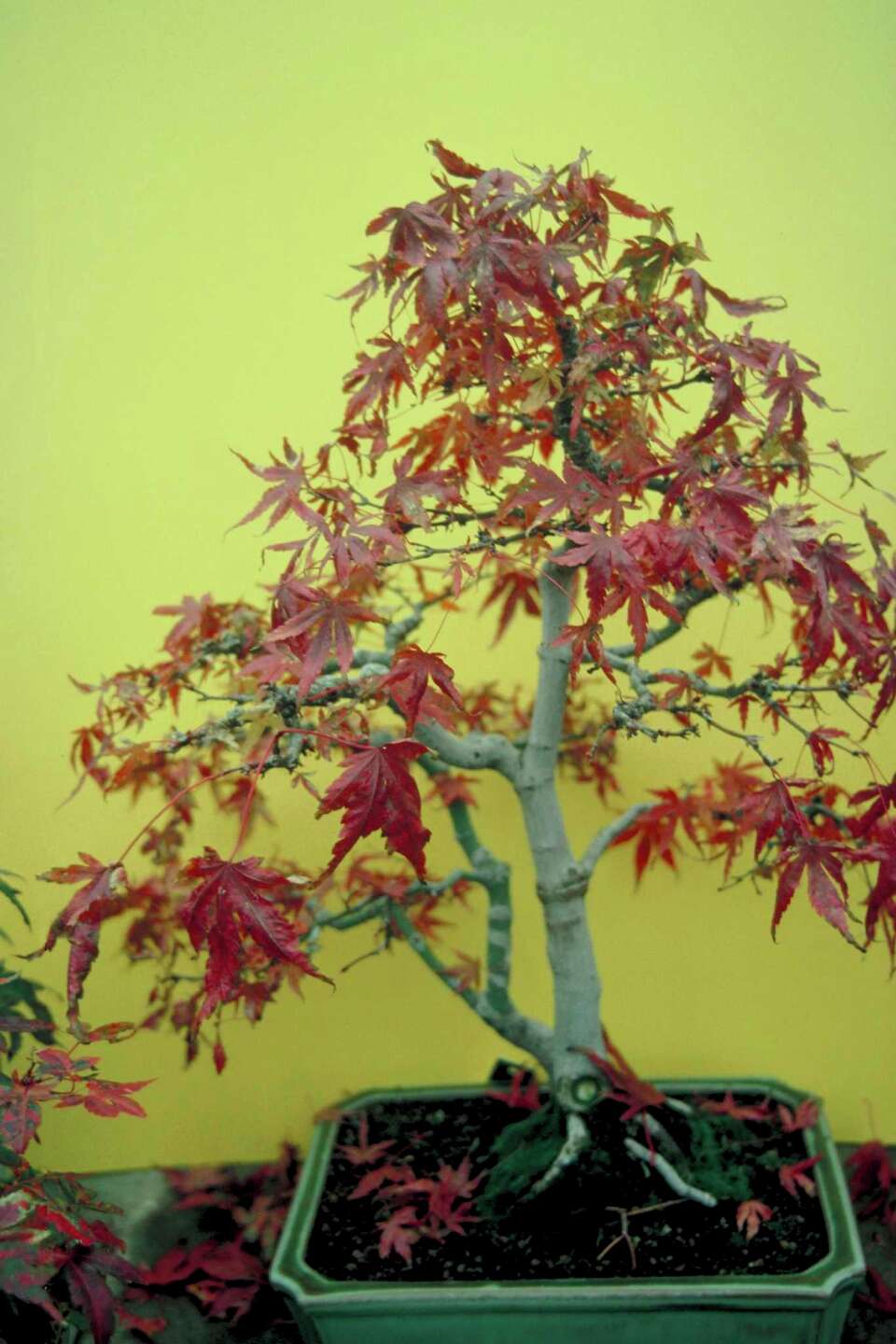 How to Grow Japanese Maple Seedlings Indoors