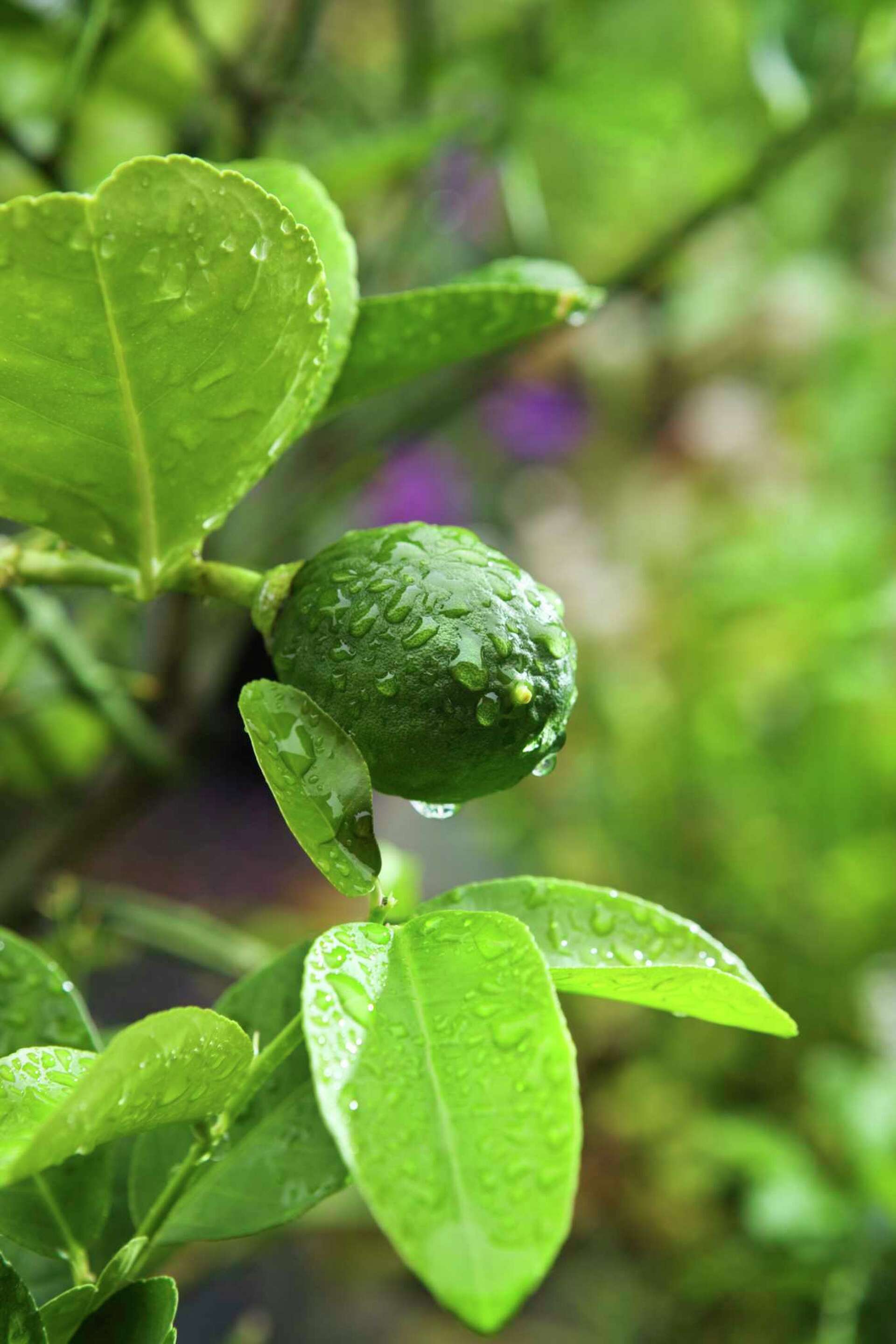 How to Protect a Lime Tree From Freezing
