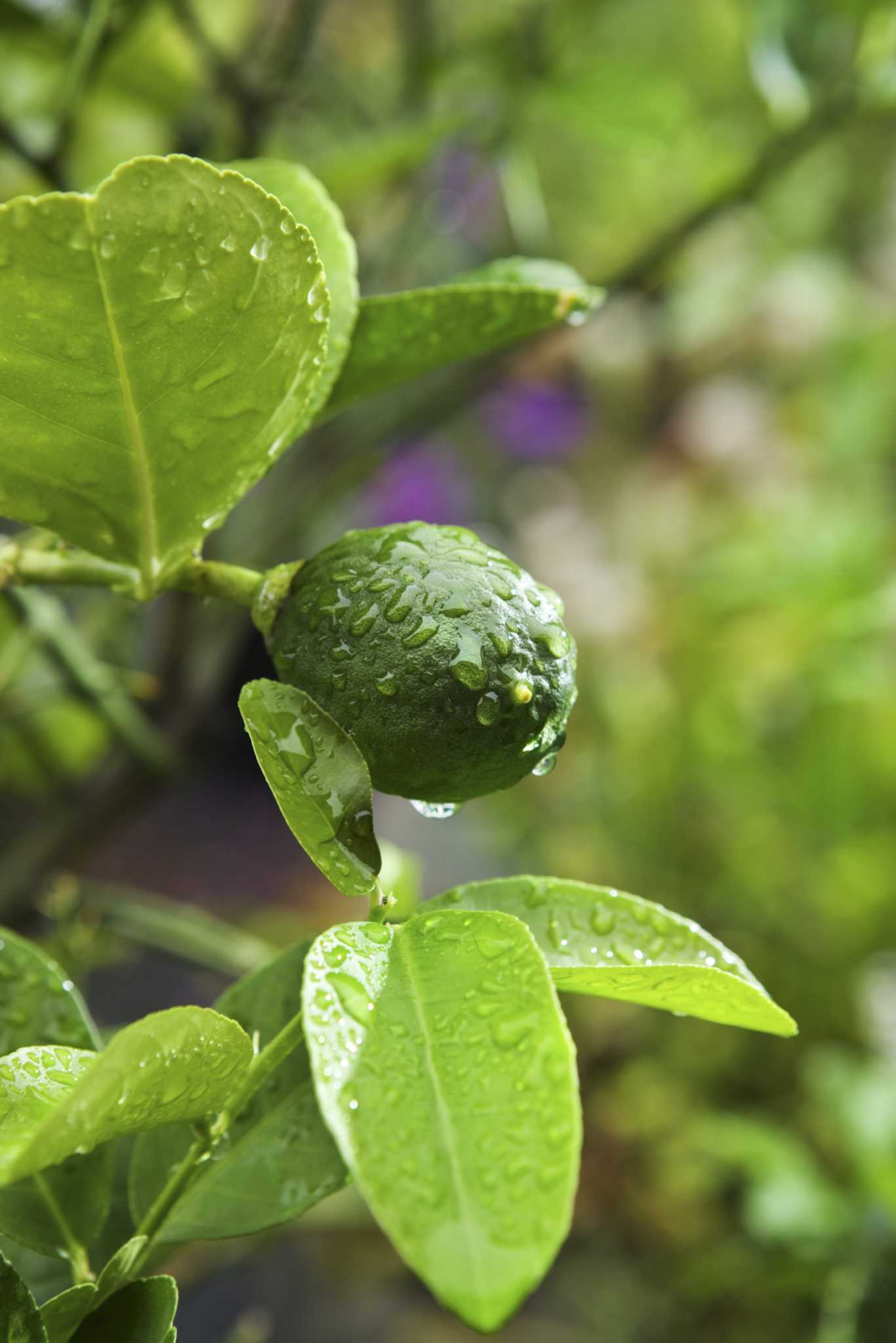 Will Small Lime Bushes Bear Fruit?