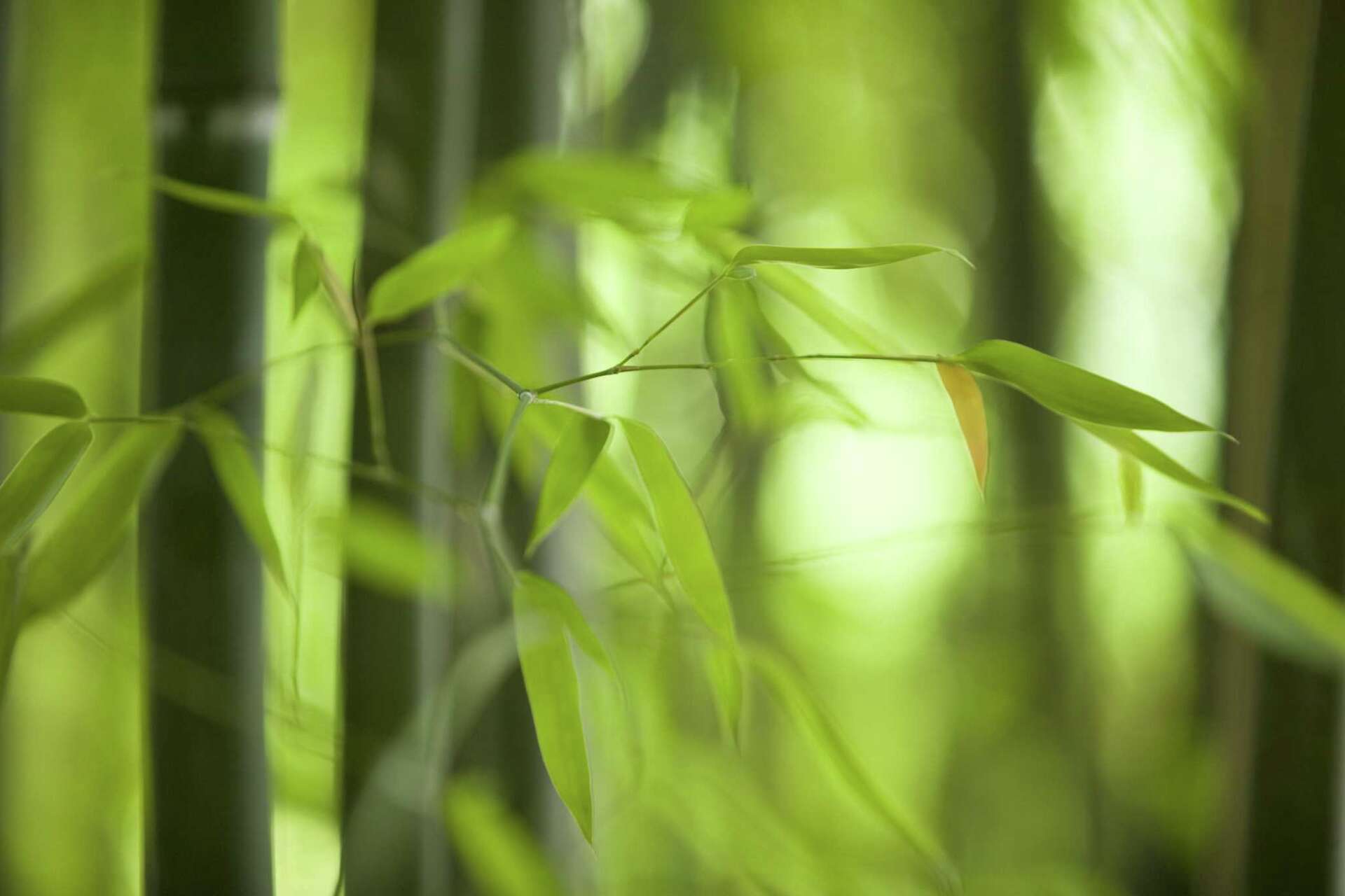 How to Transplant Bamboo in Planters
