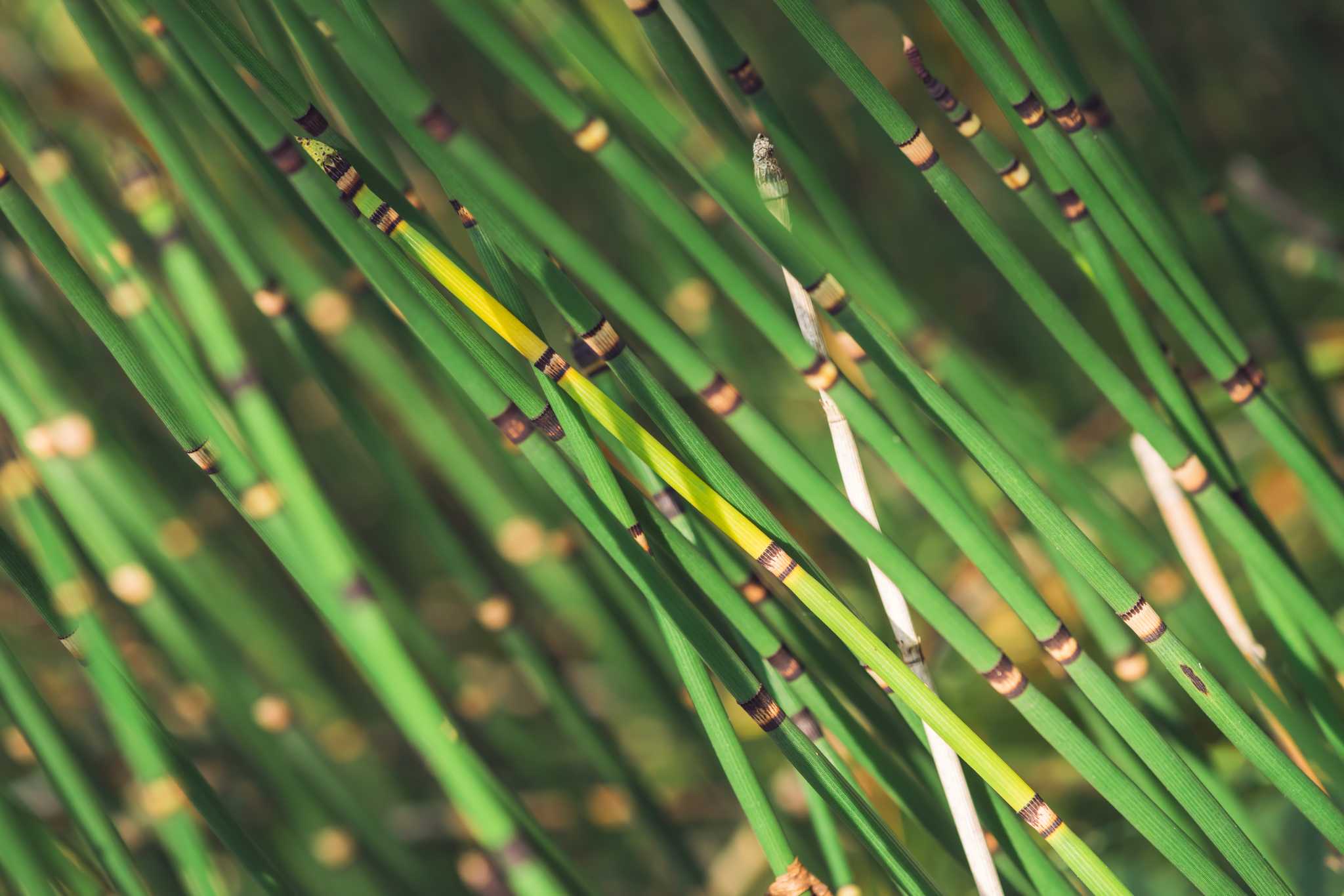 Bamboo Vs. Horsetail Reed