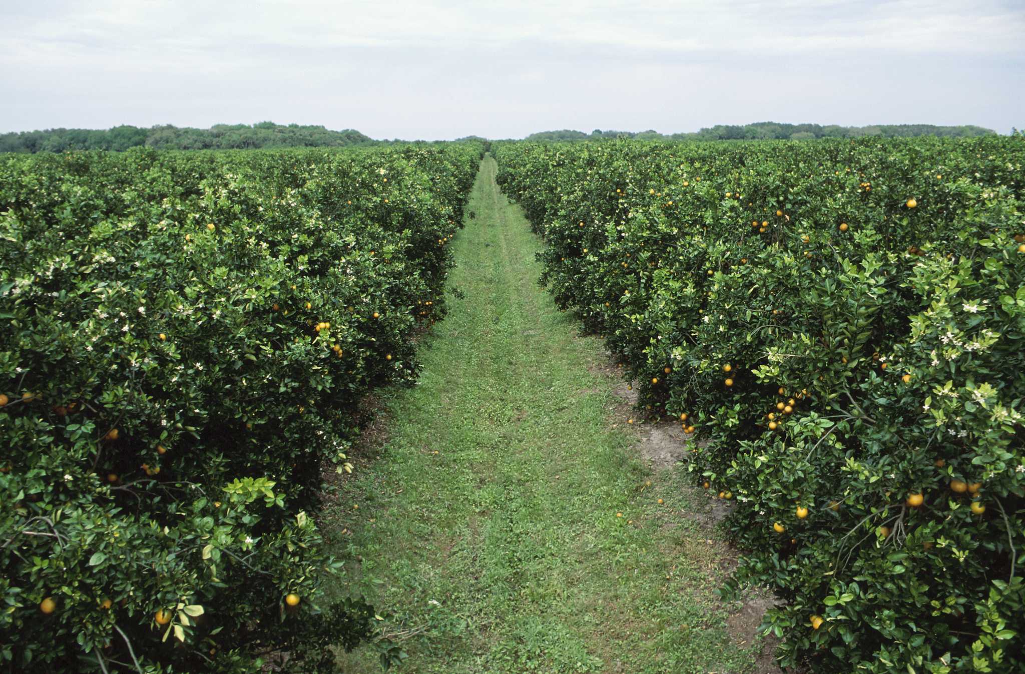 How to Fertilize a Miniature Citrus