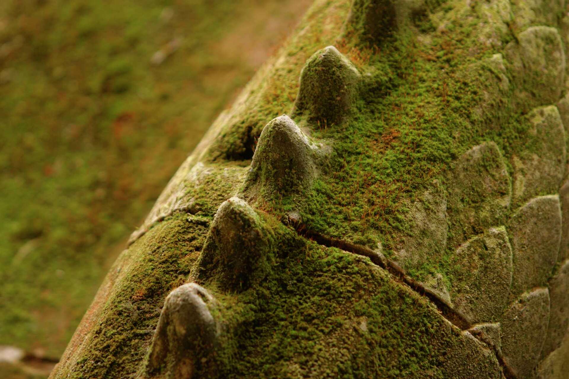 How to Fertilize Moss