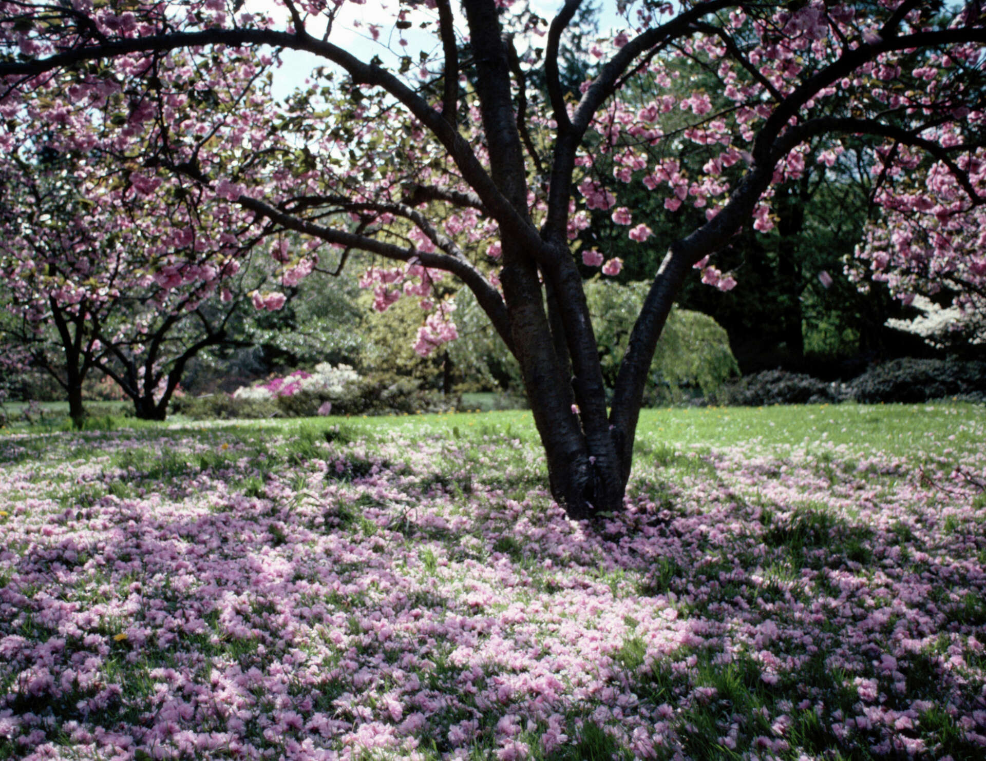 How to Make a Cherry Tree Not Have Cherries