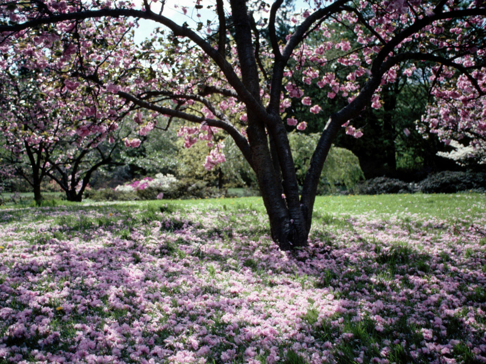 How to Make a Cherry Tree Not Have Cherries