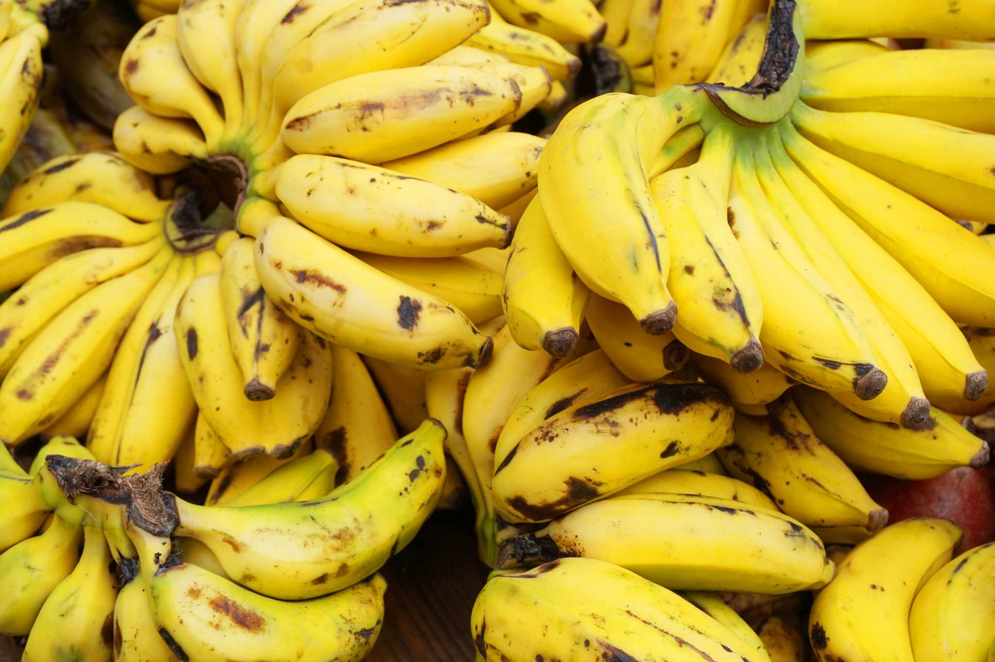 How to Know When Bananas on a Tree Are Ripe