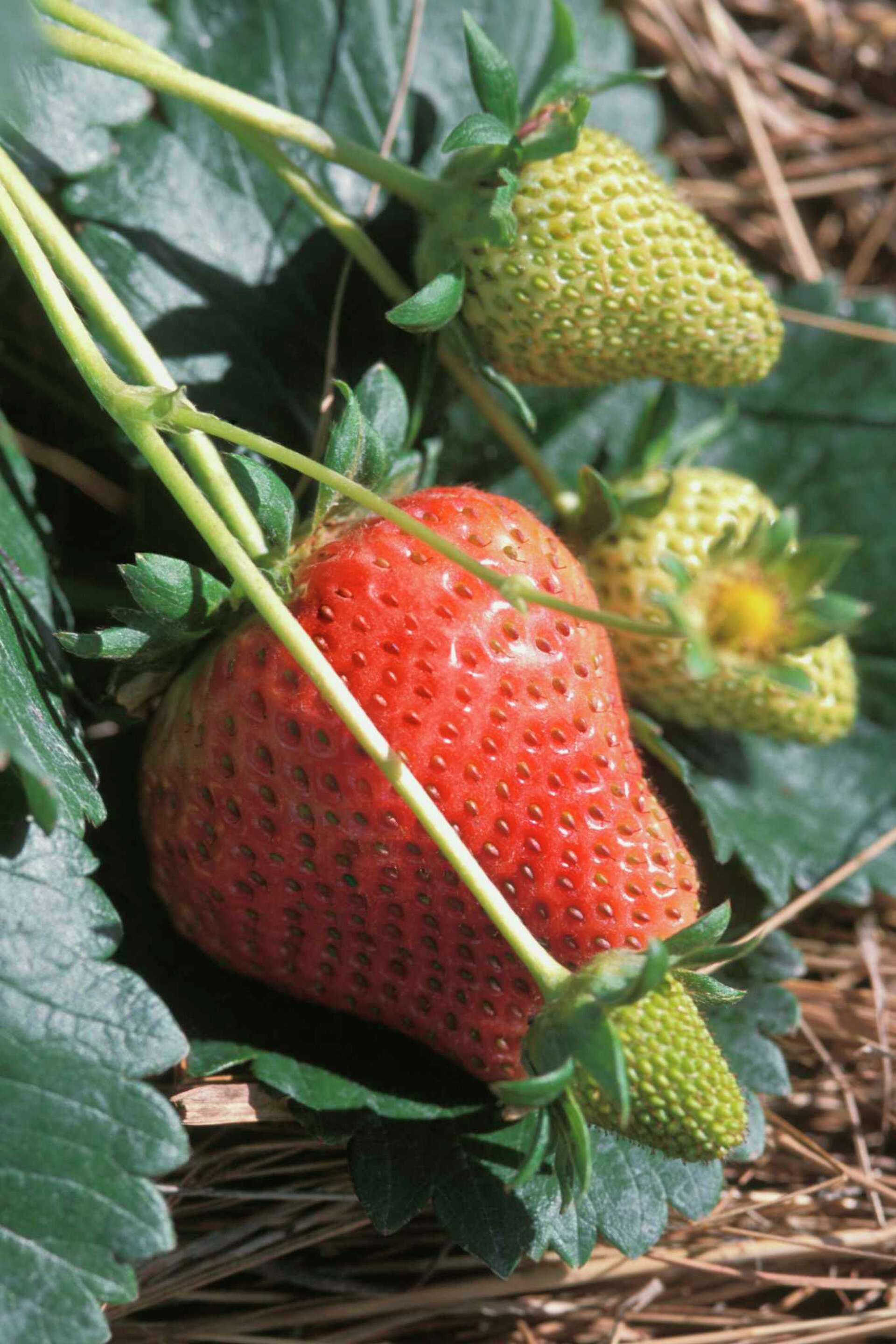 Do Strawberries Grow on Vines?