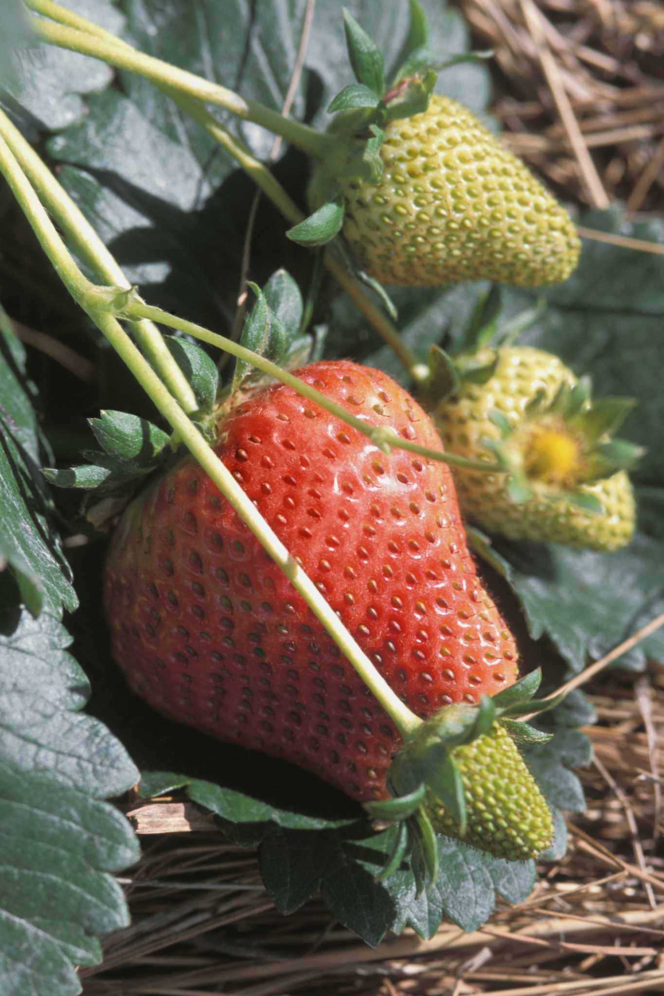 Do Strawberries Grow on Vines?