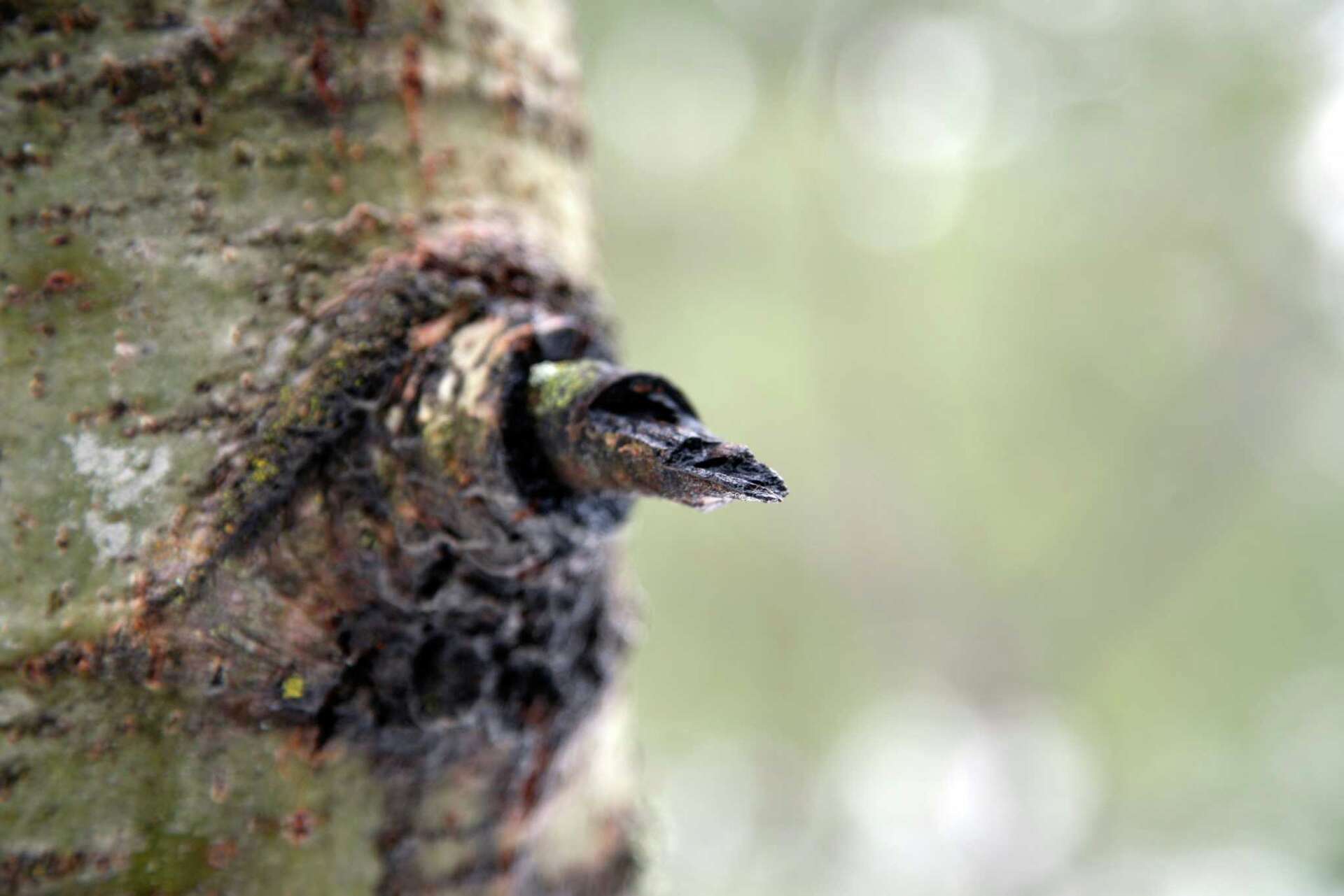 How to Graft a Broken Limb