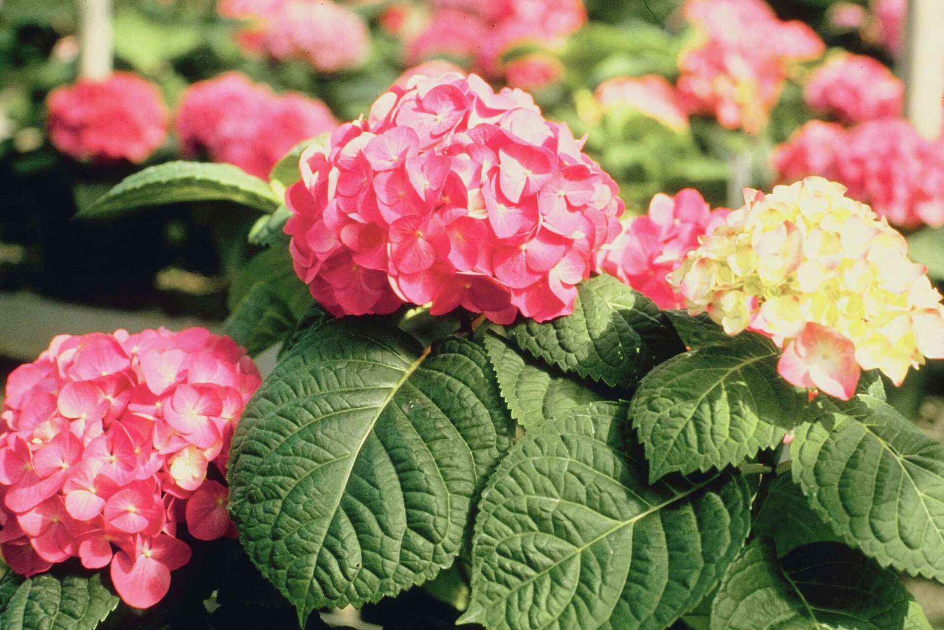 How to Grow a Pia Hydrangea as a Container Plant