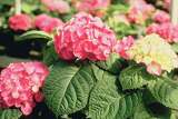 How to Prevent Root Rot in Hydrangeas