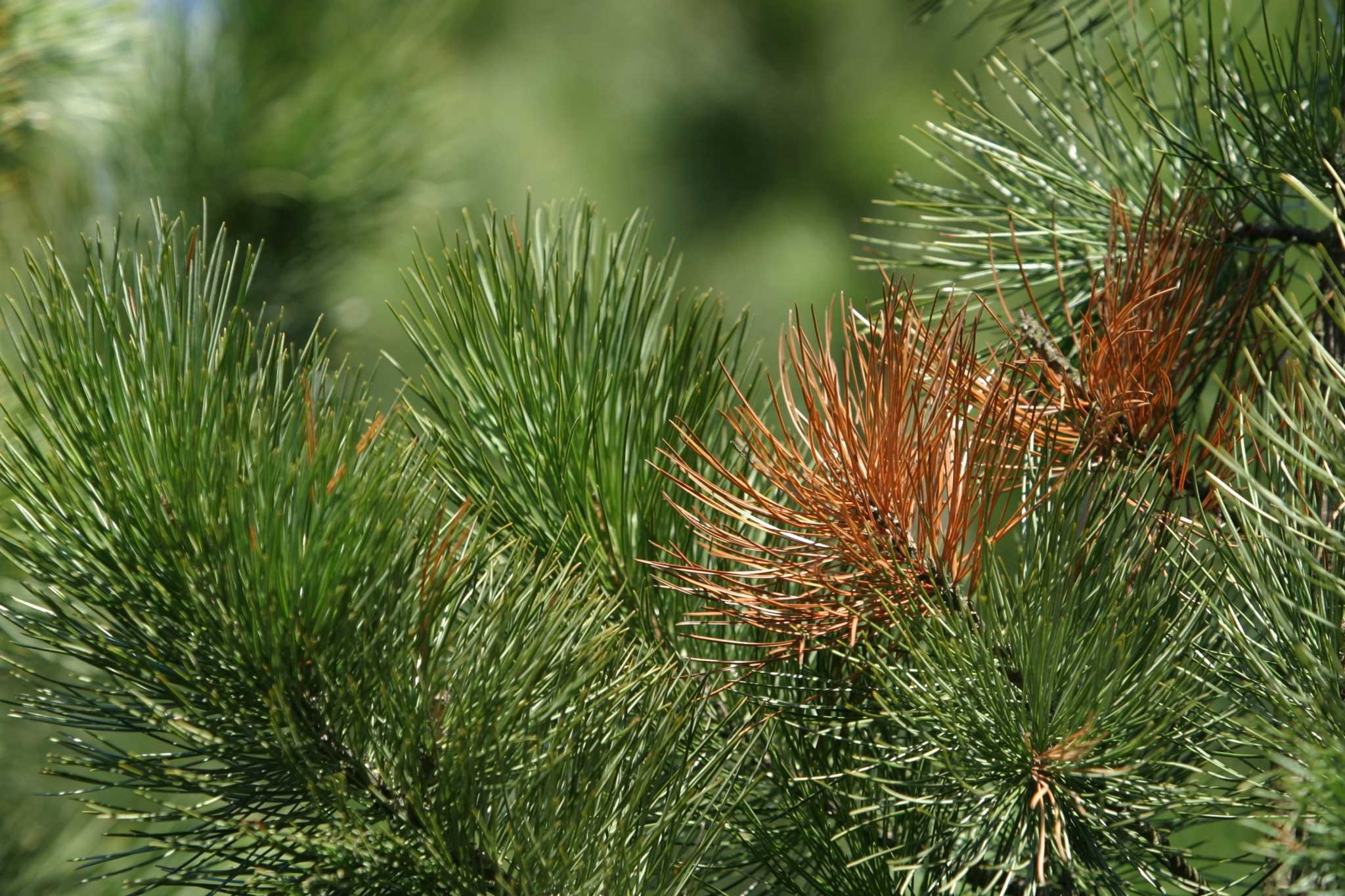 Bark Beetle Control Options on Pine Trees