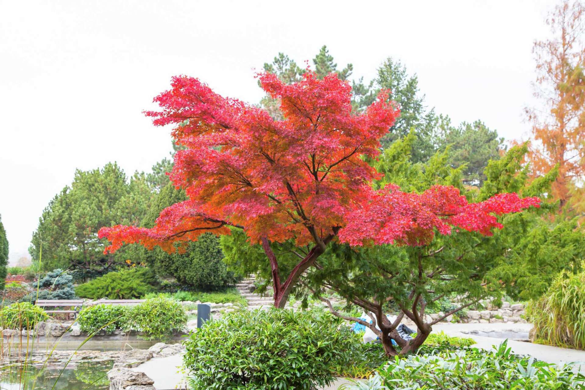 The Best Fertilizer for Japanese Red Maples