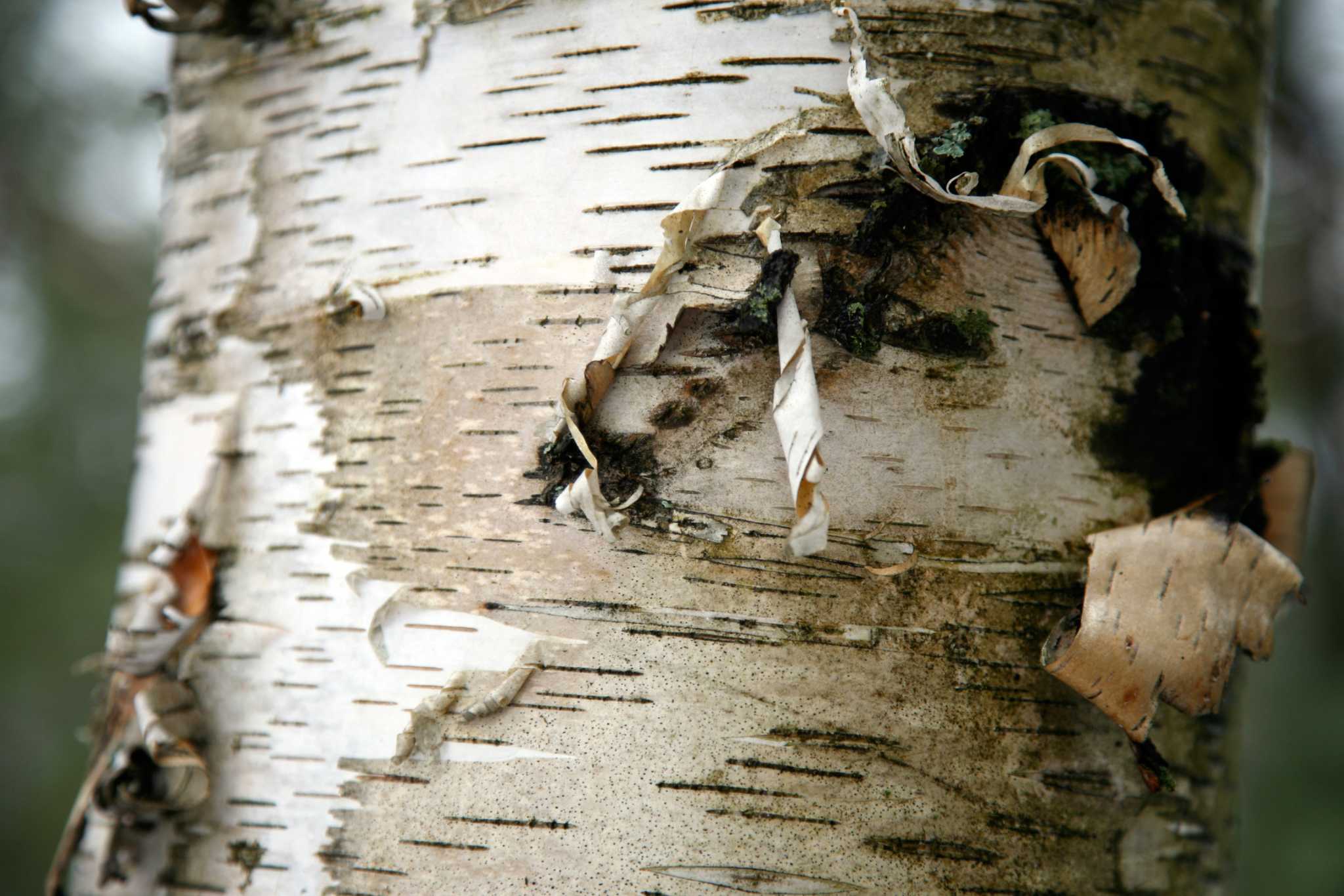 Bark Is Peeling Off of Fruit Trees