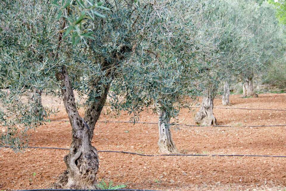 Olive Tree Root Systems